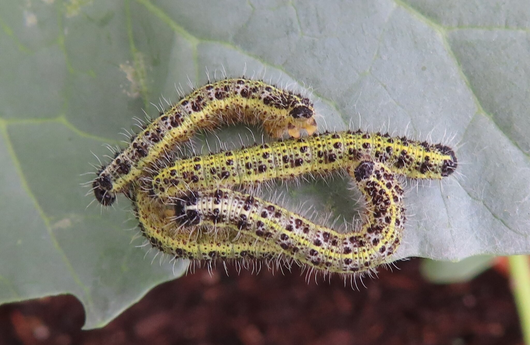 Raupen-Bestimmung: Sind das Raupen vom Kohlweißling oder vom ...