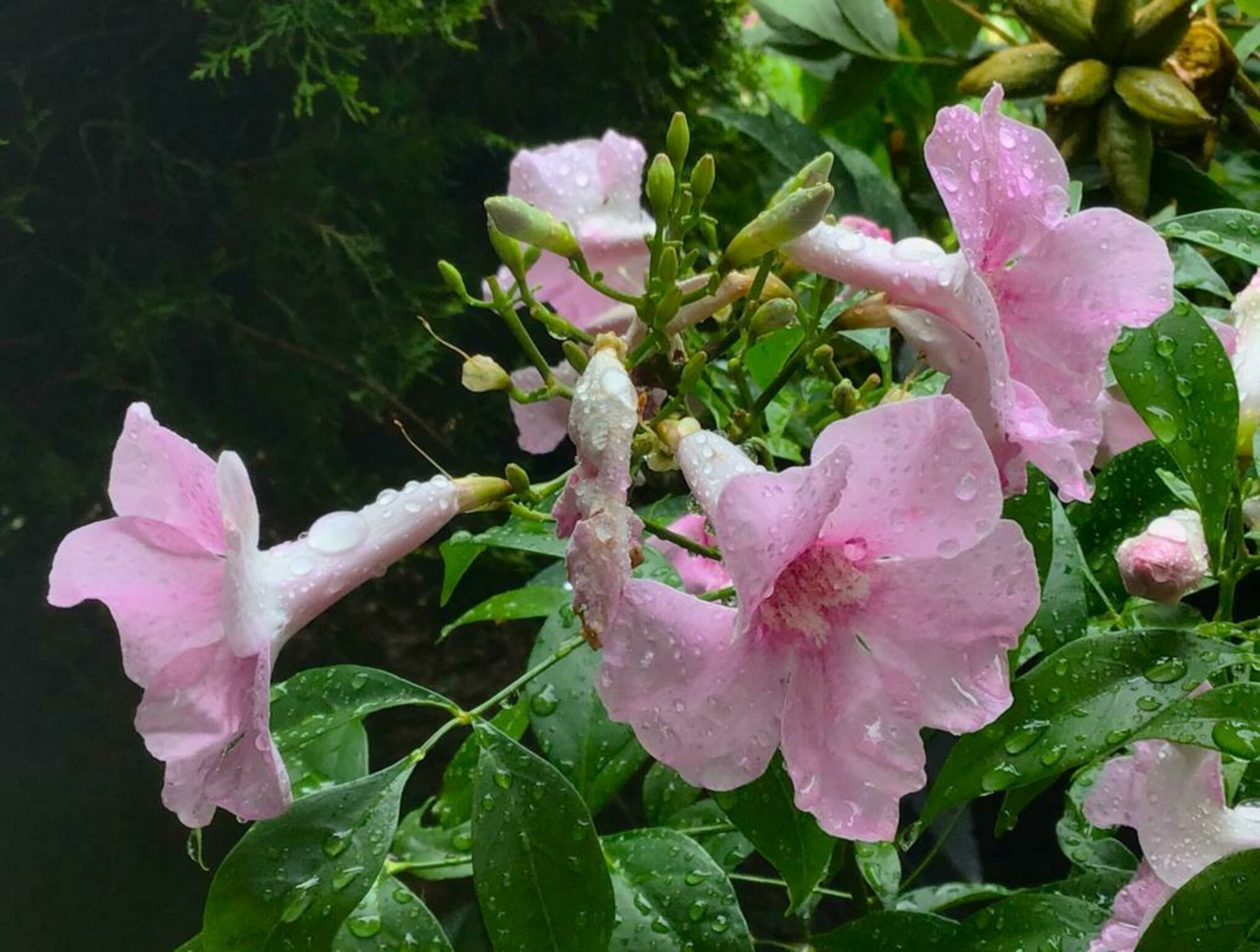 Sonntagsbilder: IMPRESSIONEN aus dem zum Teil verregneten SOMMERGARTEN ...