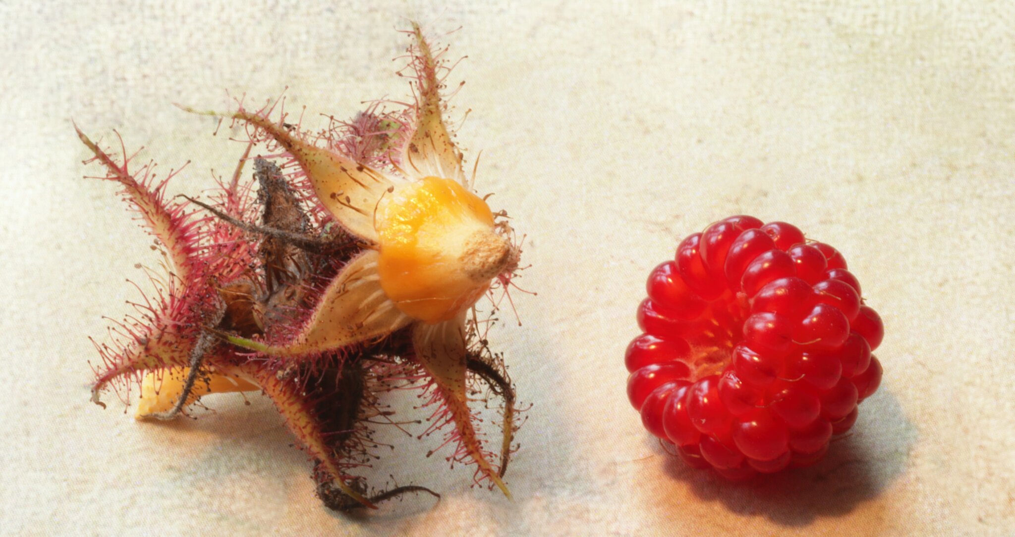 R o s e n g e w ä c h s e: Die 'Japanische Weinbeere' (Rubus ...