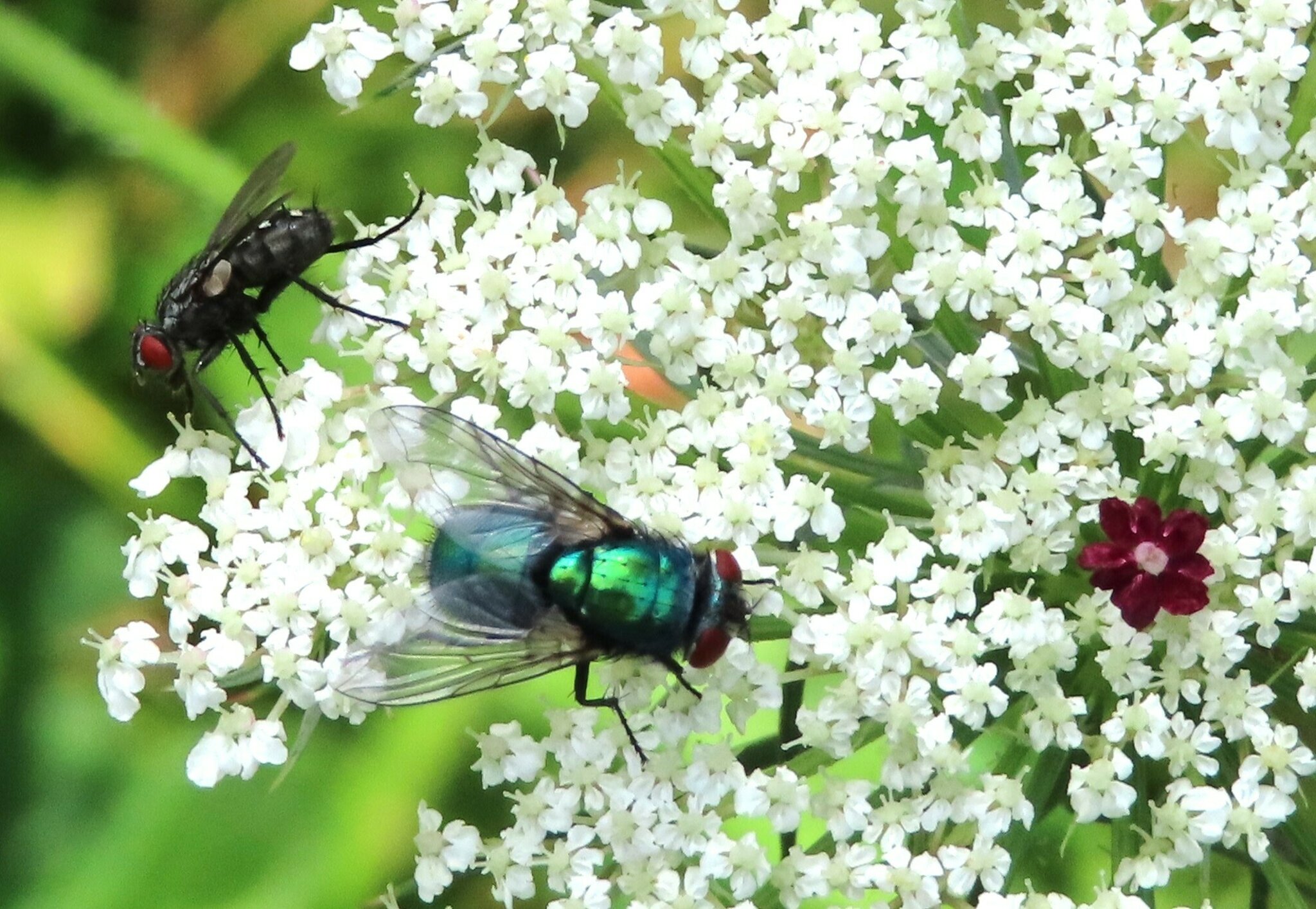 2 Fliegen: 2 Fliegen und 1 rotes Blümchen in weißer Blume - Korbach