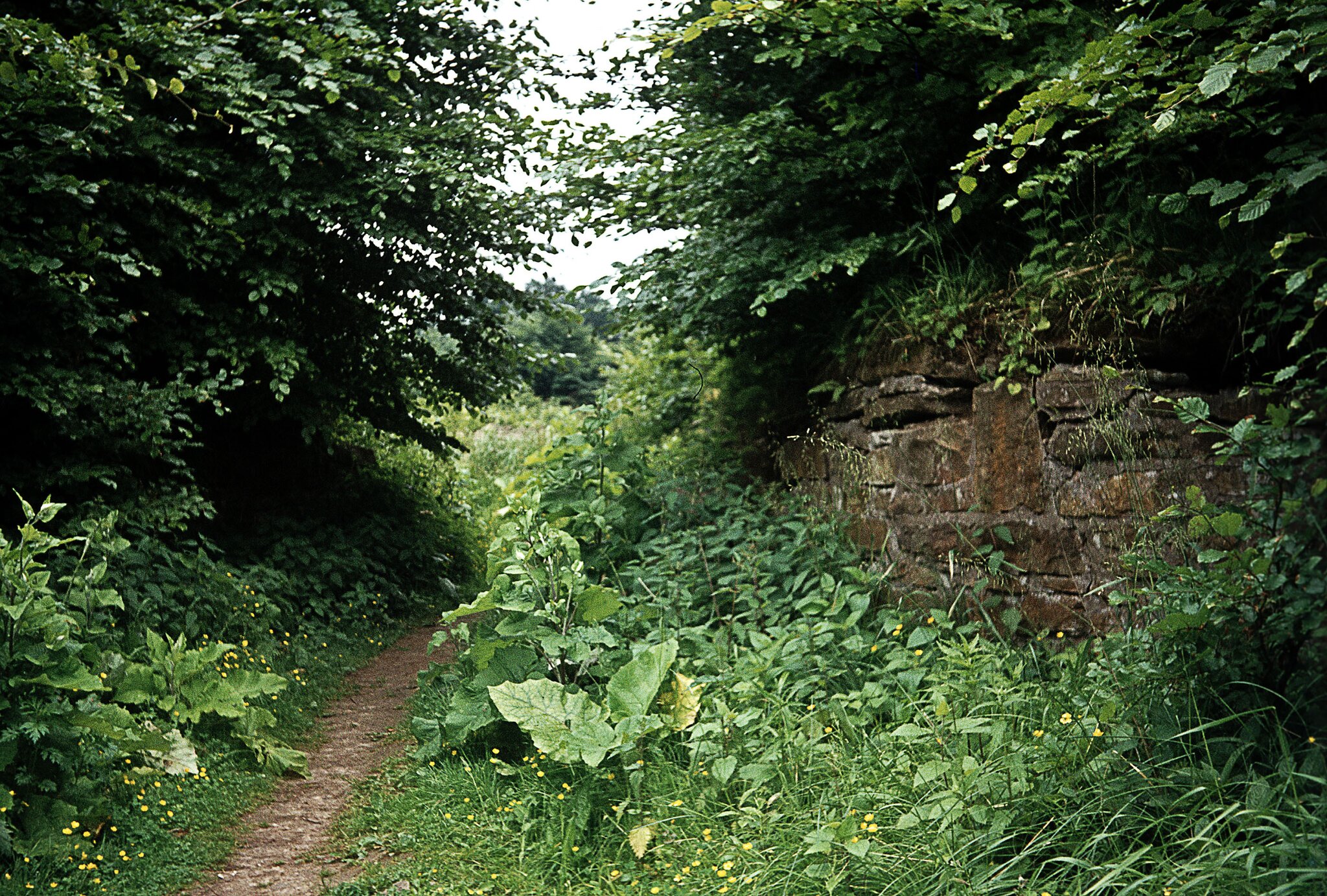 Burgen und Schlösser: Hoch oben im Deister wachte die Heisterburg ...