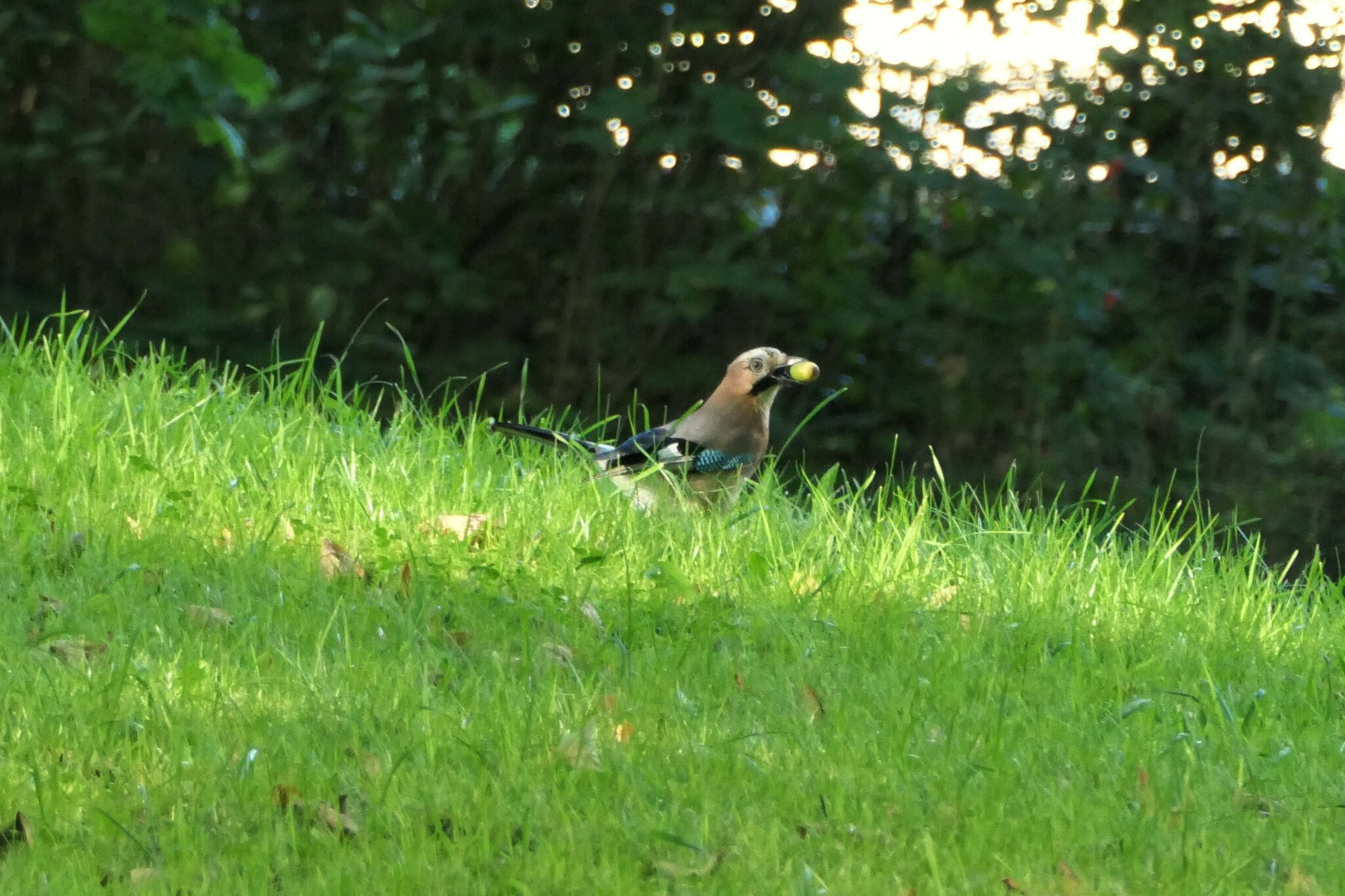 Mit ein bisschen Glück - Laatzen