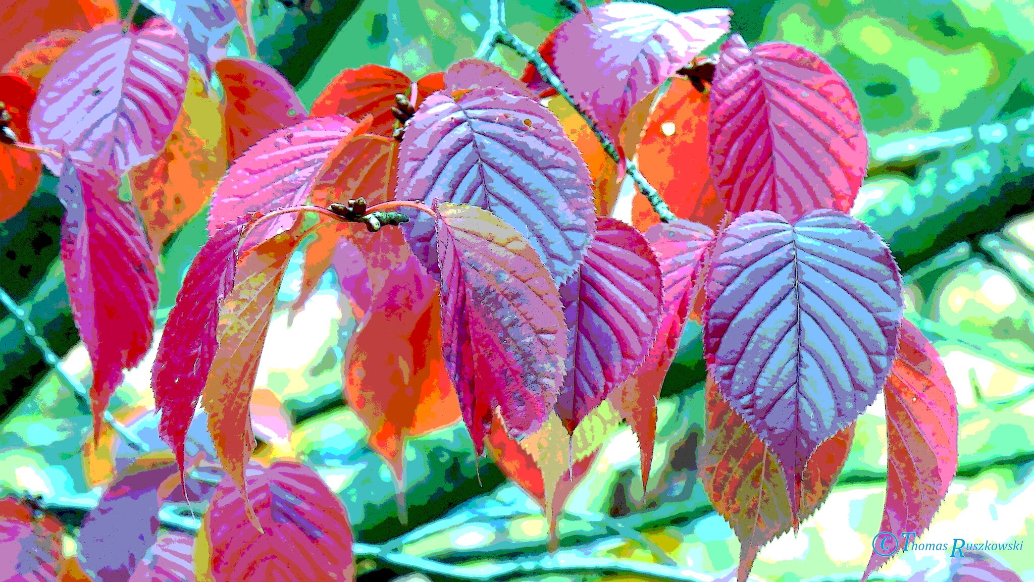 Herbst: Verschwenderisch ist die Natur - Essen