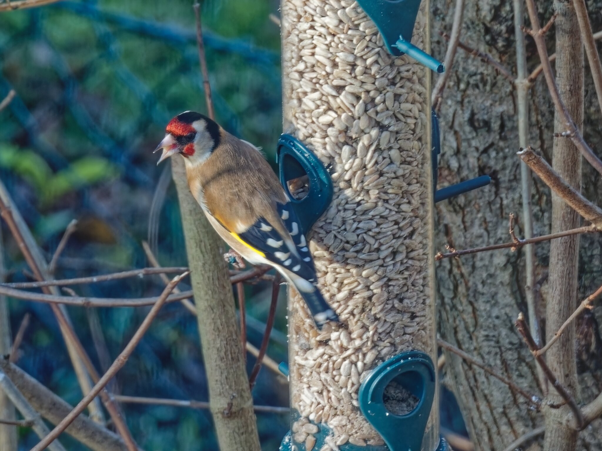 Futtern Essen wie die Scheunendrescher!: Stieglitze bzw. Distelfinken ...