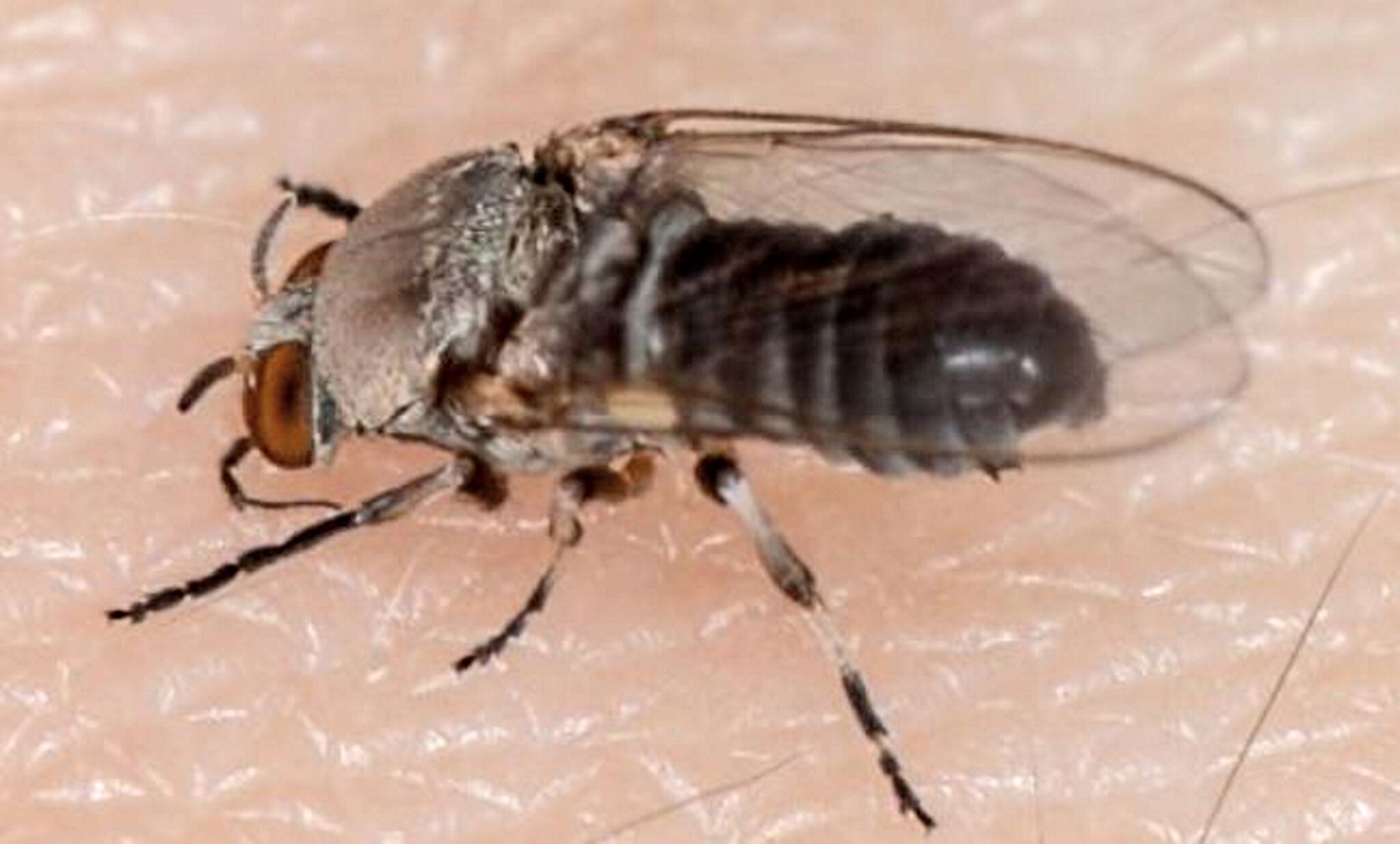 Sommer der Vampire: Blutsauger mit "scharfen Zähnen" - Essen