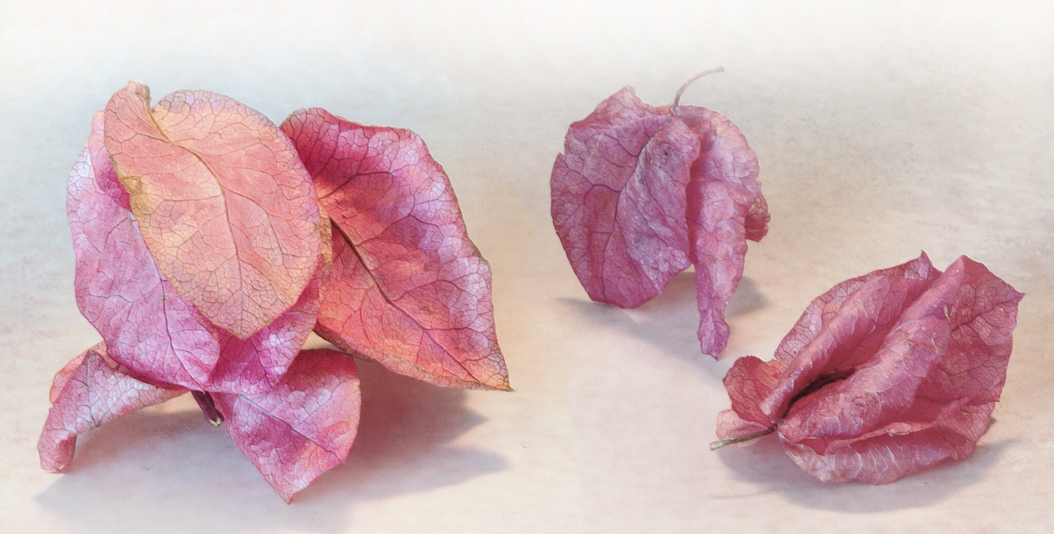 G e d i c h t: "Abstammung" - Ludwig Scharf (1864 - 1938) - Bochum