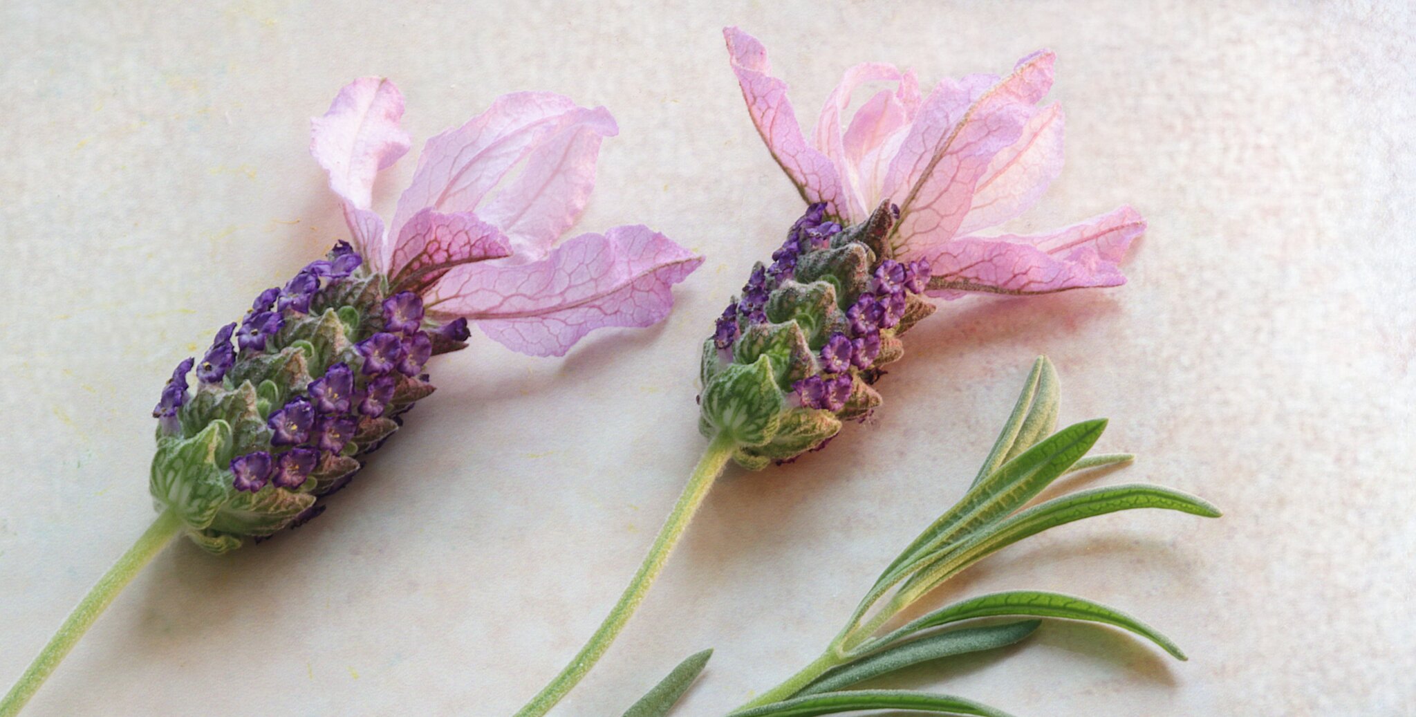 B l ü t e n z a u b e r: Der 'Schopf-Lavendel' (Lavandula stoechas ...