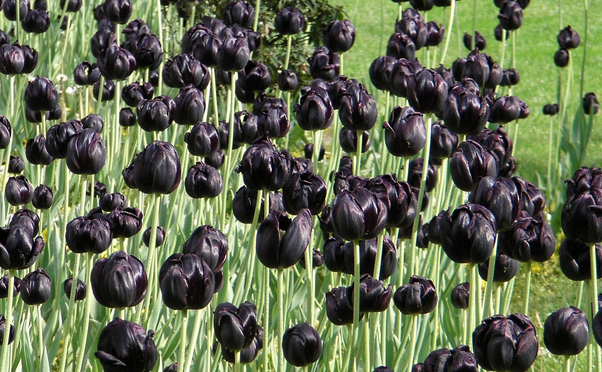 Erstaunlich Schwarze Tulpen Bedeutung Ebenbild