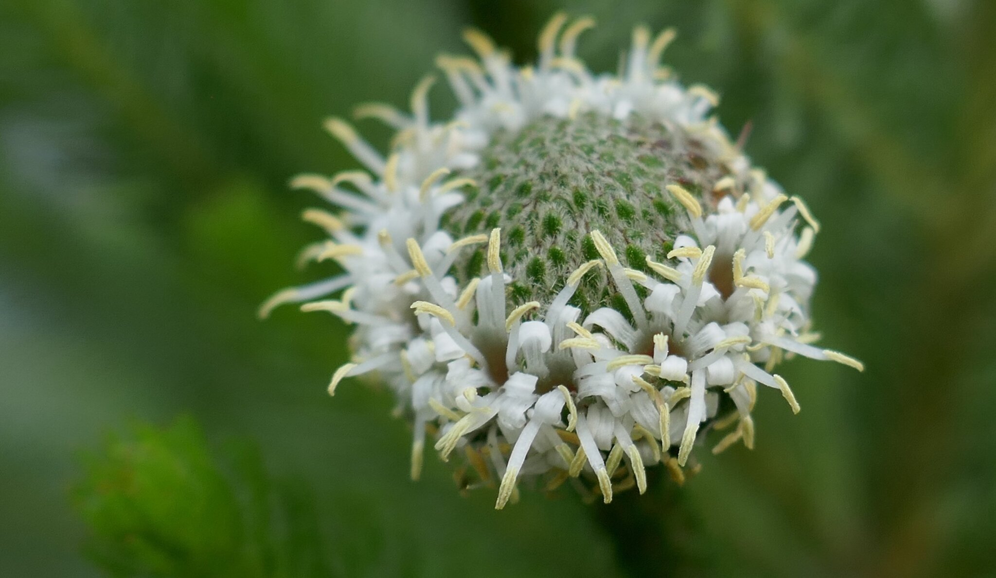 Natur + Garten: Brunia albiflora