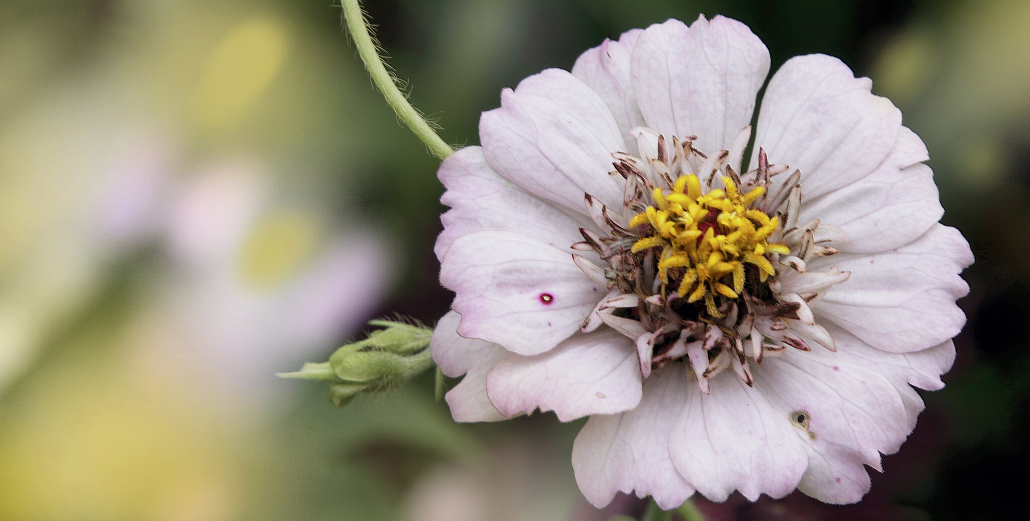 G e d i c h t: "Sommer-Vormittag" - Ludwig Jacobowski (1868 - 1900 ...