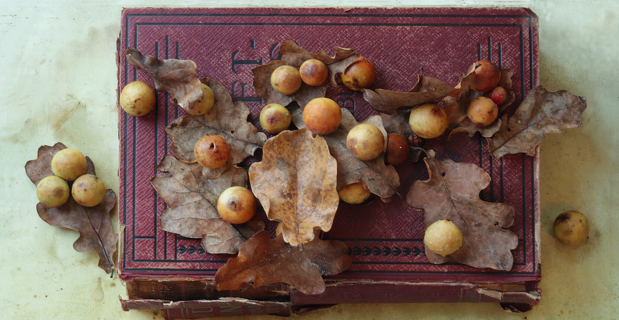 W i s s e n s w e r t e s: Die 'Blattgallen' (Galläpfel) der 'Gemeinen ...