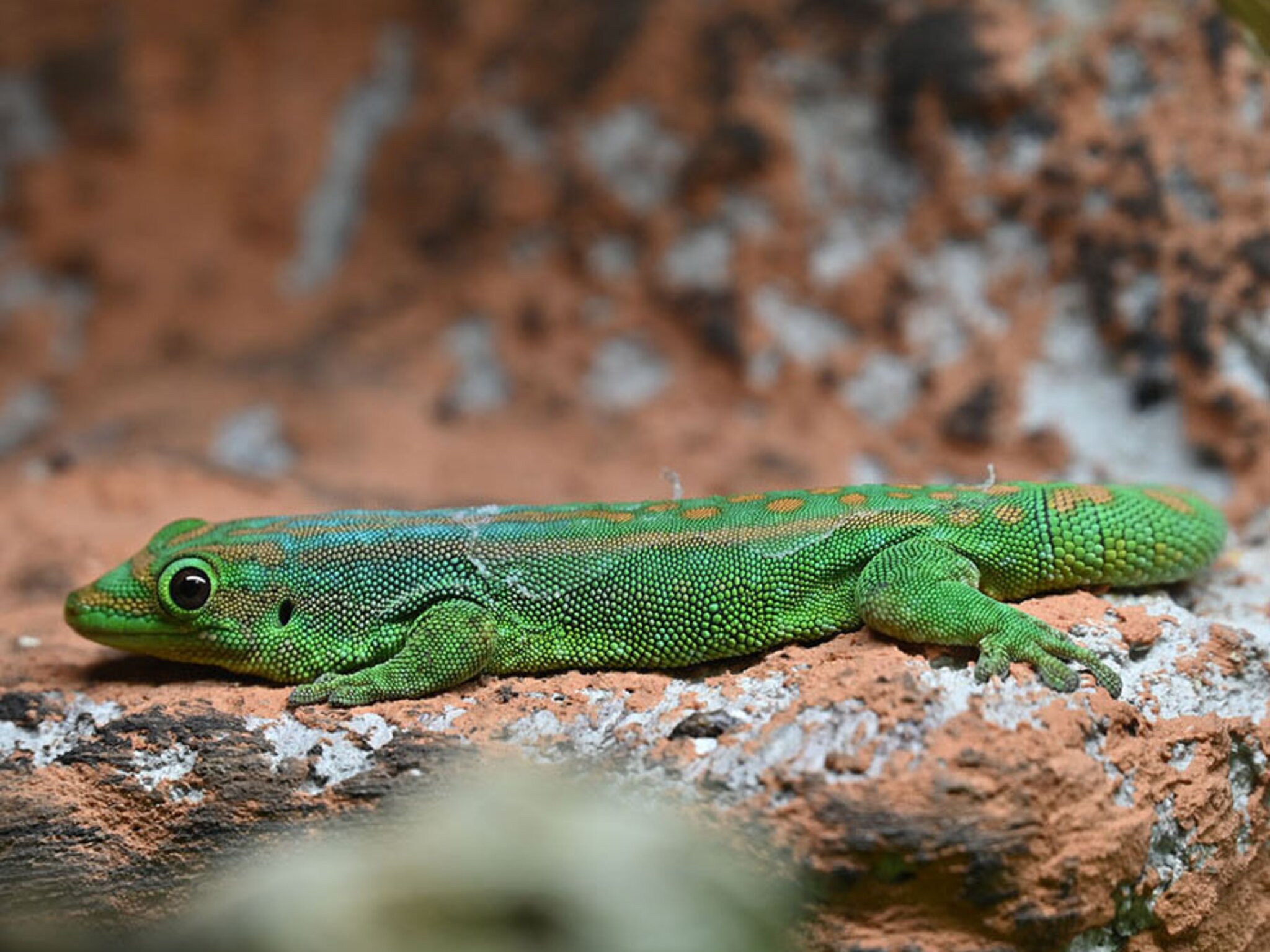 Fotosafari im Erlebniszoo Hannover: Zuwachs im Affenhaus: Zwei neue ...