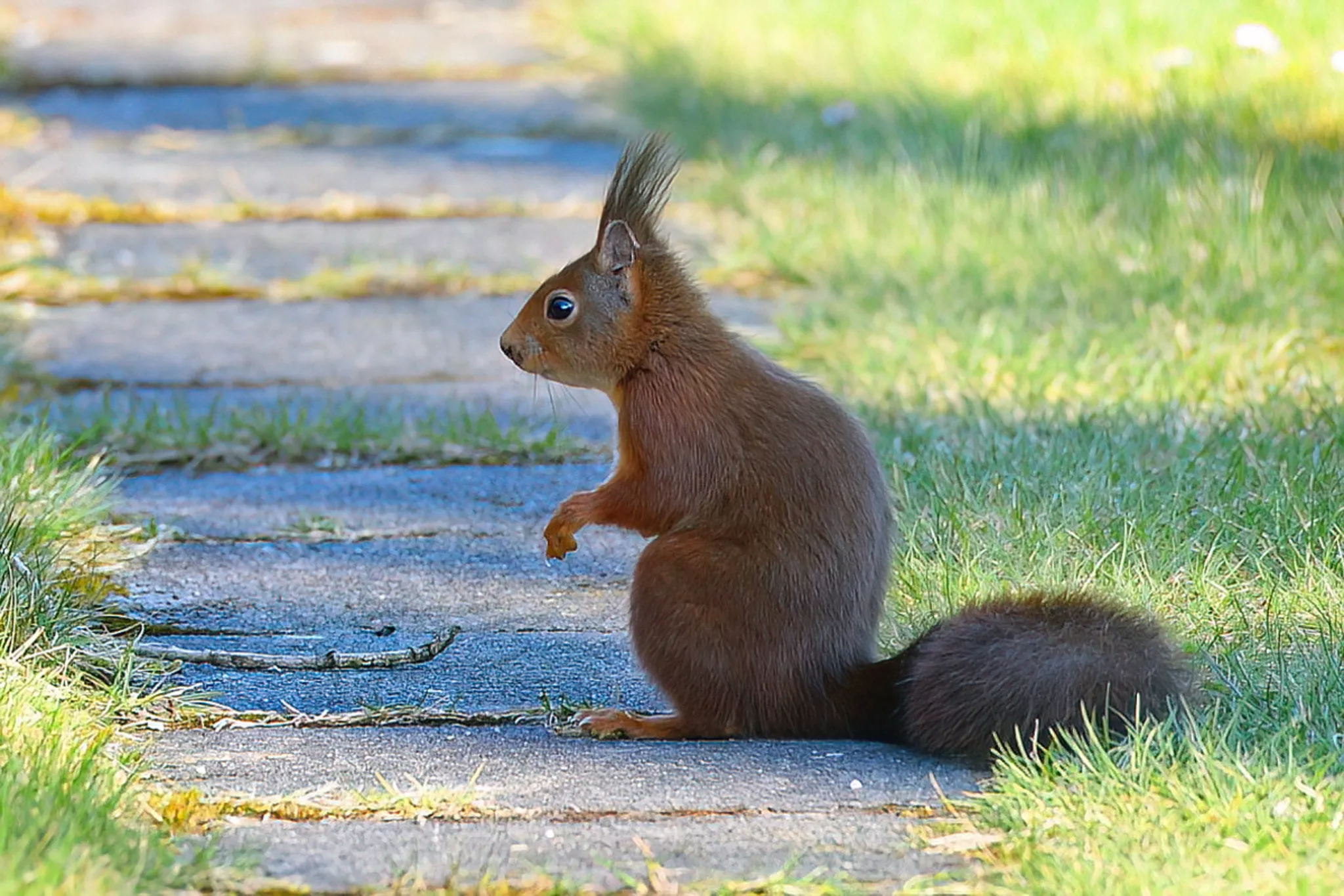 Tiere Natur Vögel: Naturfotografie Andreas Schäfer Eichhörnchen - Essen