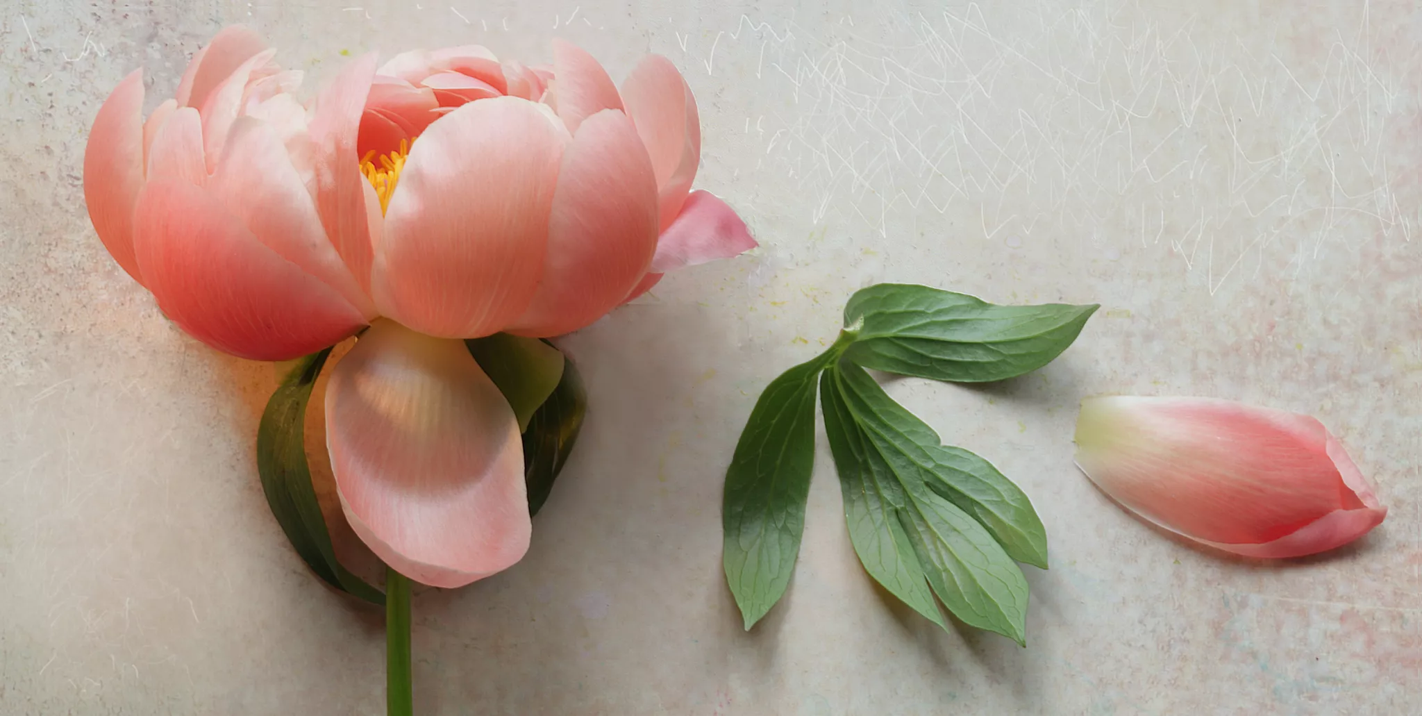 B l ü t e n t r ä u m e: Die 'Bauernrose' (Paeonia officinalis), auch ...