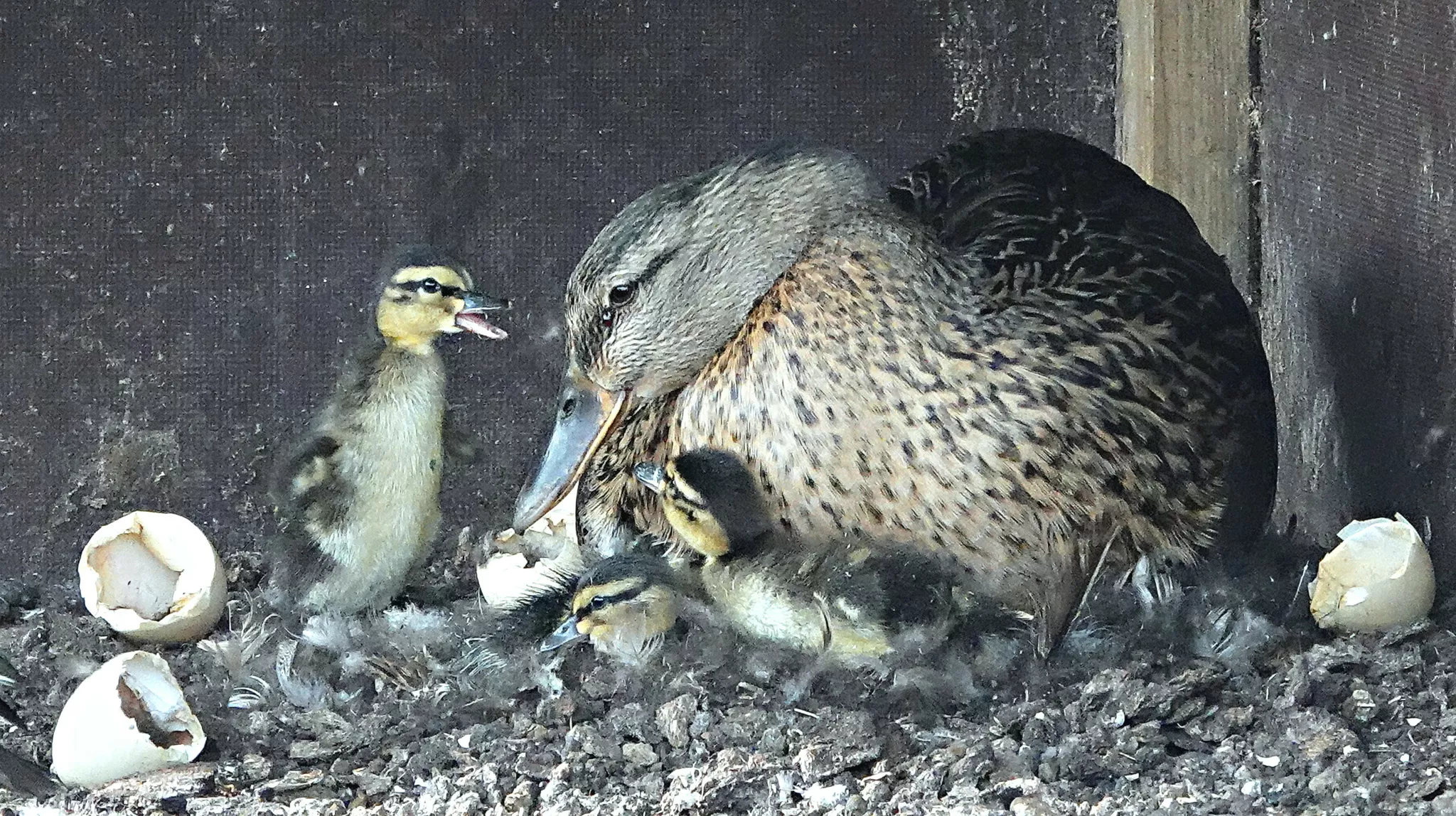 myheimat Neusäß: Aus dem Ei gepellt! - Neusäß