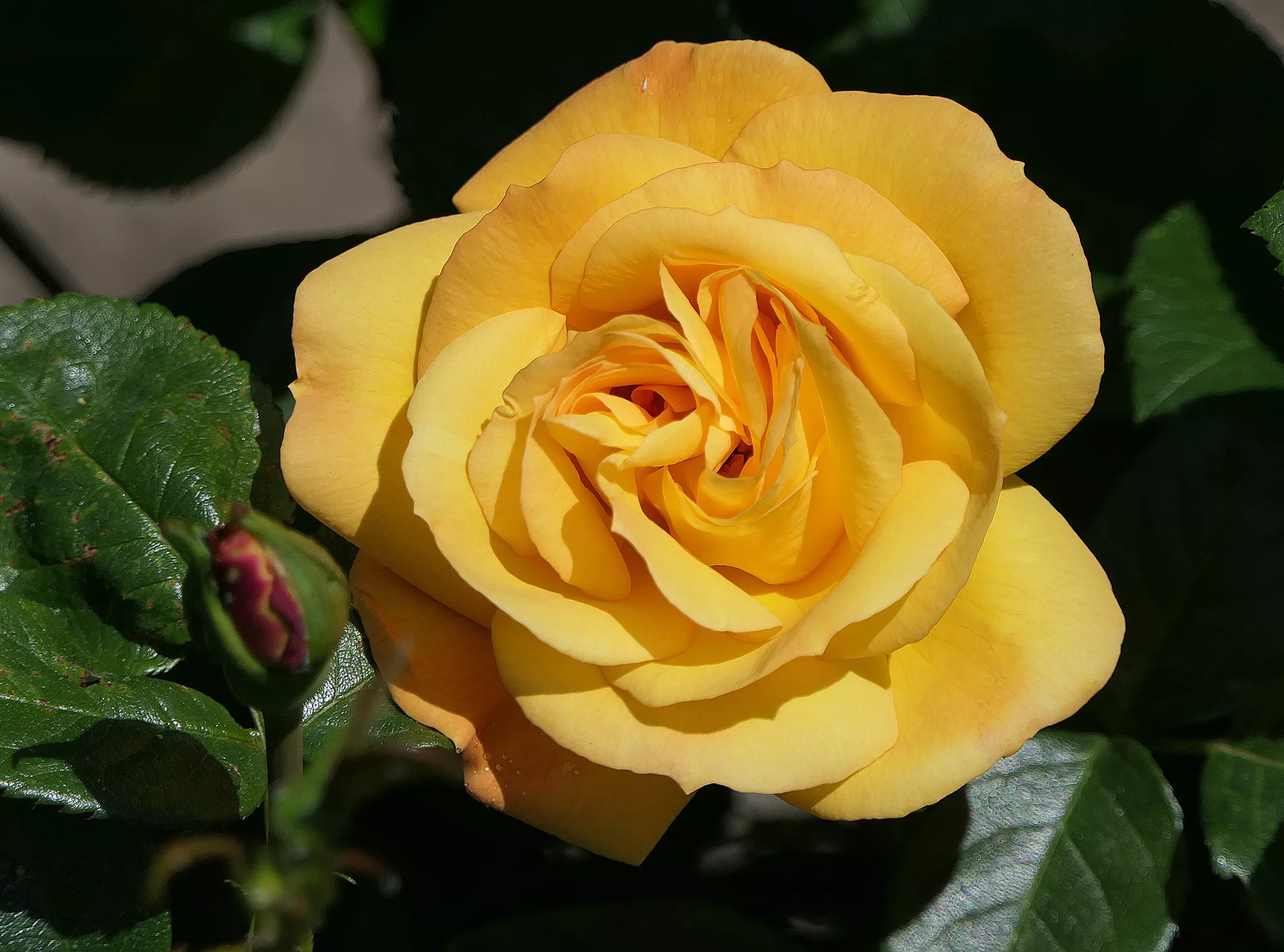 Rosen: Rosen in unserem Garten - Duisburg