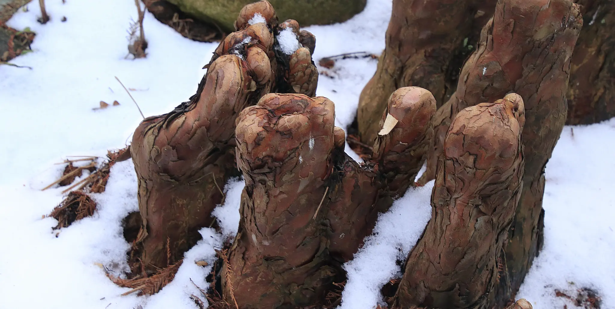 P f l a n z e n r a r i t ä t: Die Atmungsknie der 'Sumpfzypresse ...