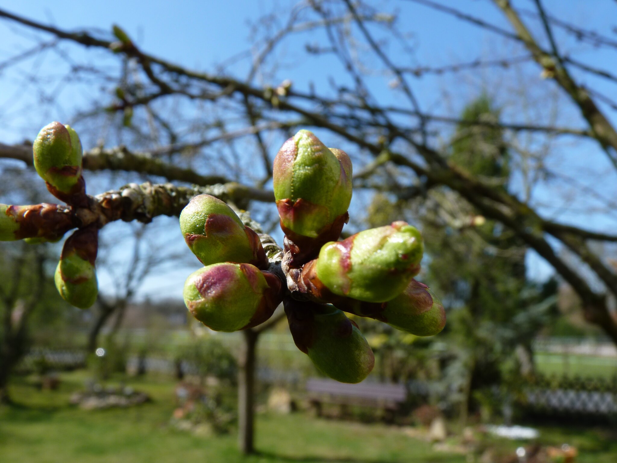 von der Knospe bis zur Blüte.....