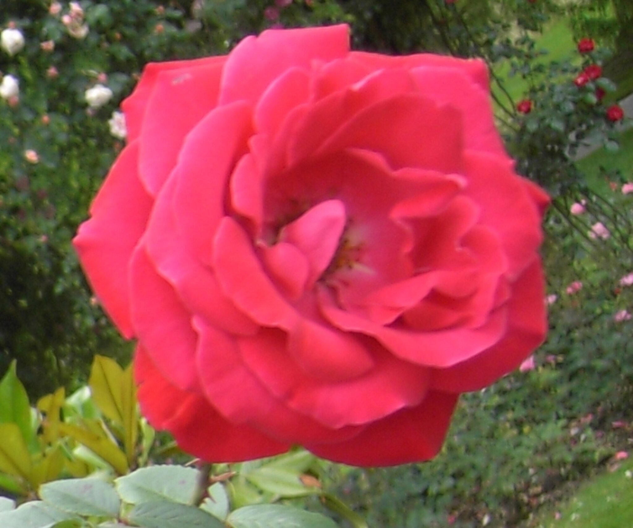 Literatur (er)leben: Nur eine Rose als Stütze