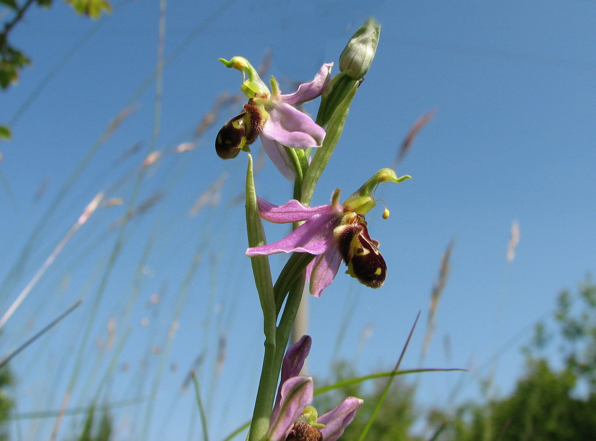 Besonderheit der Orchidee Ophrys apifera