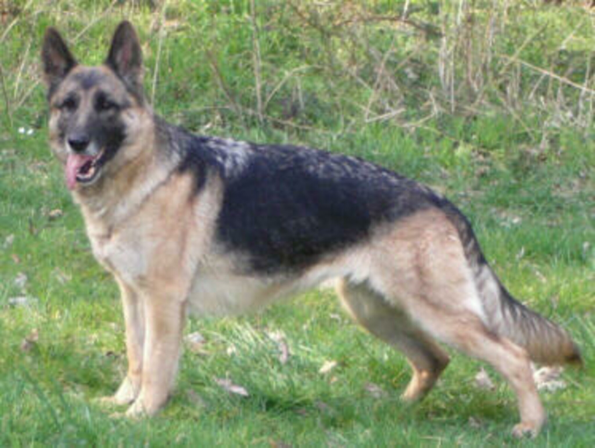 Zuchtschau Deutscher Schäferhund
