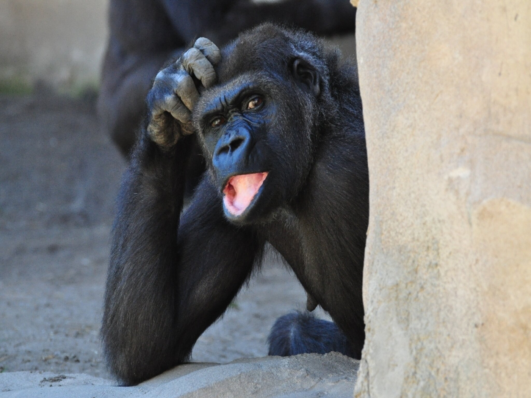 Myheimat-Zoo-Treffen mit neuem Yukon Bay