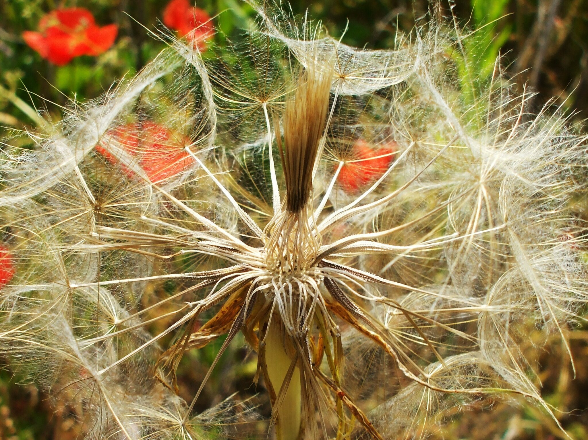 Wiesen Bocksbart - Ziegenbart