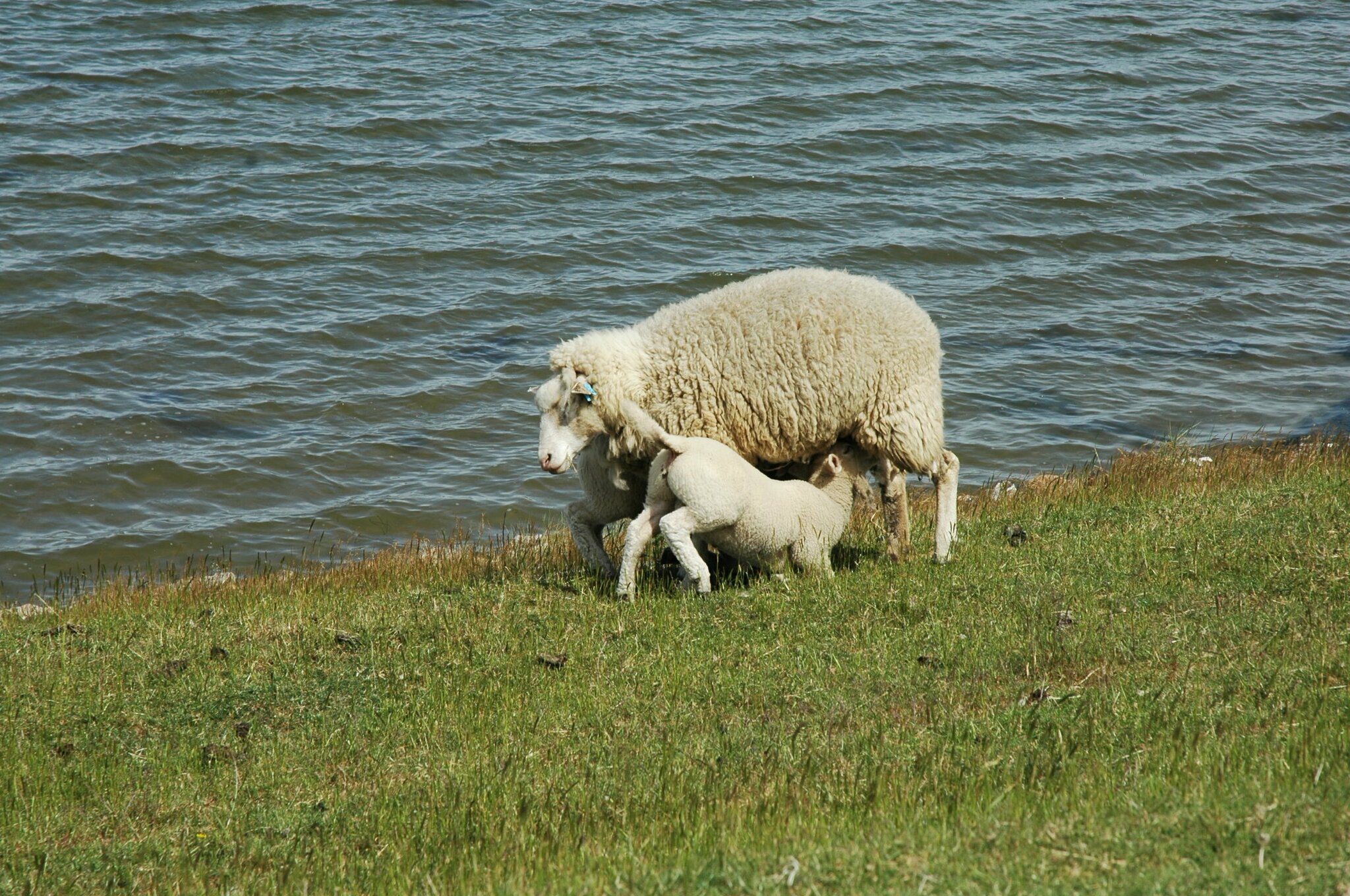 Krabbelgottesdienst "Seht, was wir geerntet haben"