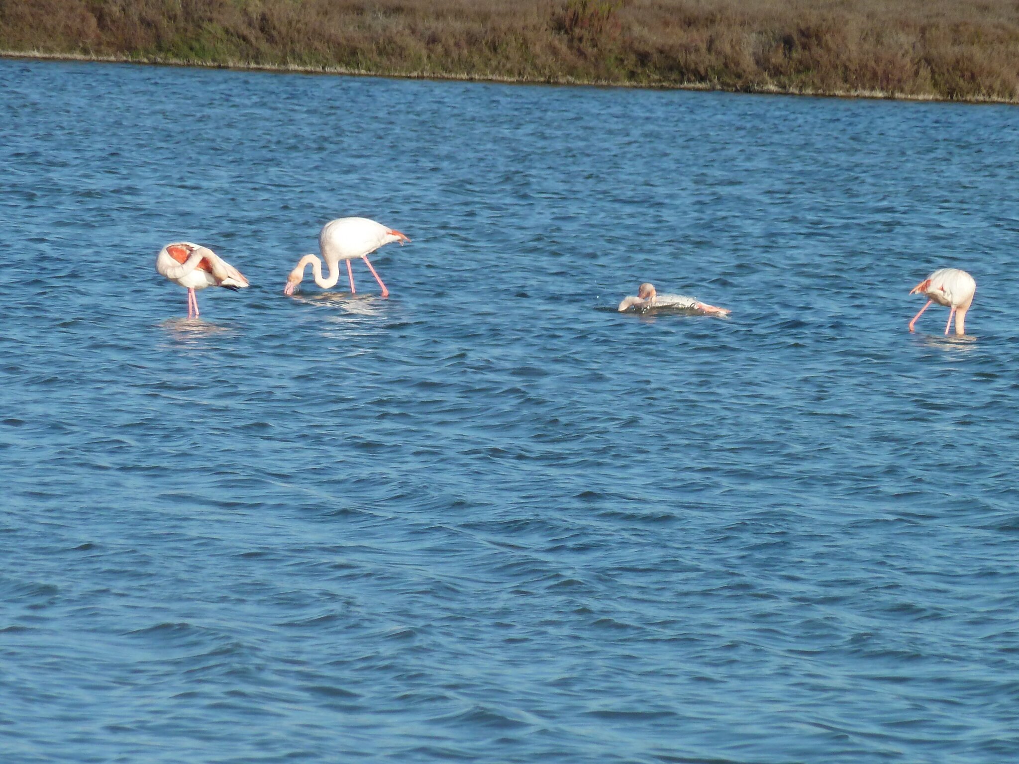 Flamingos auf den Salzsee´n von Santa Pola.