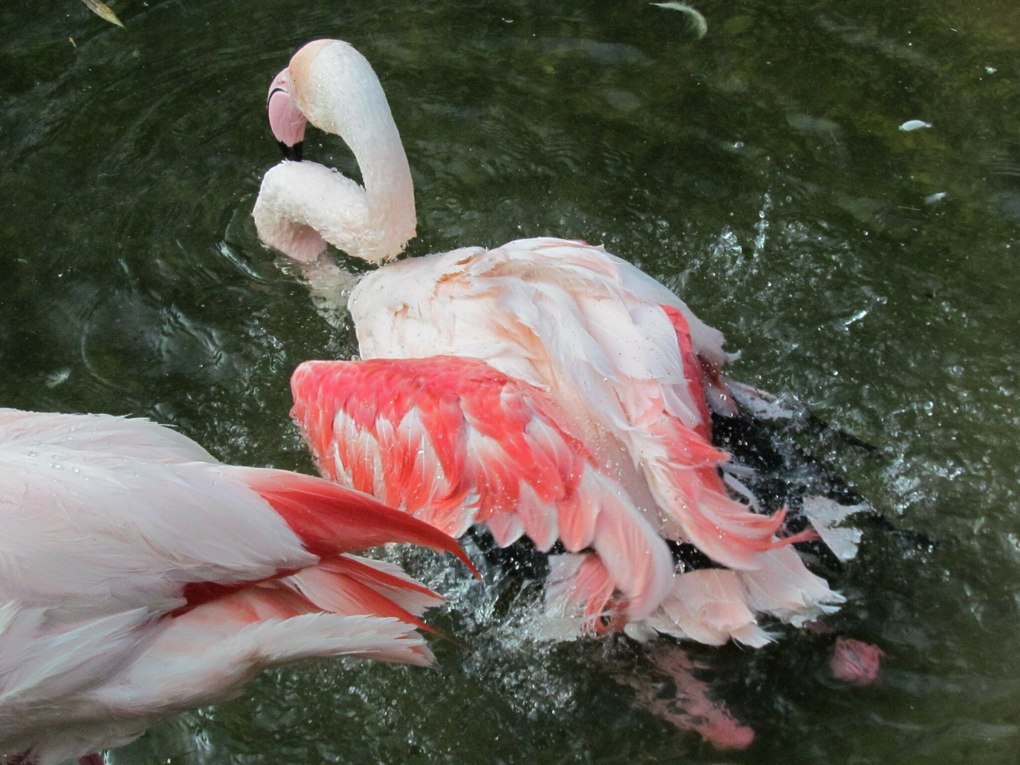 Badetag bei den Flamingos im Vogelpark Uckersdorf