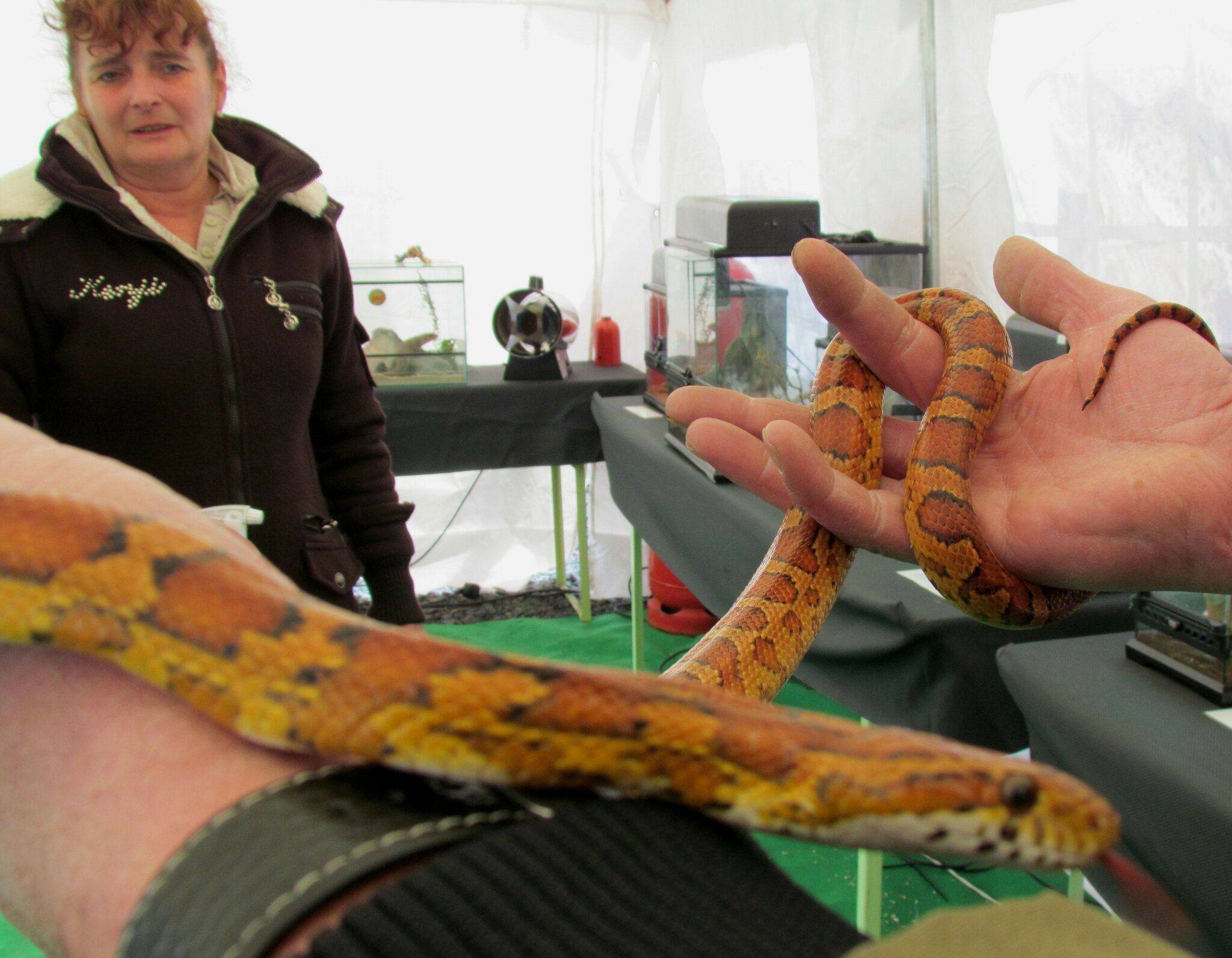 Die 19. Oberhessenschau in Marburg: Aufgefangene Reptilien zum ...