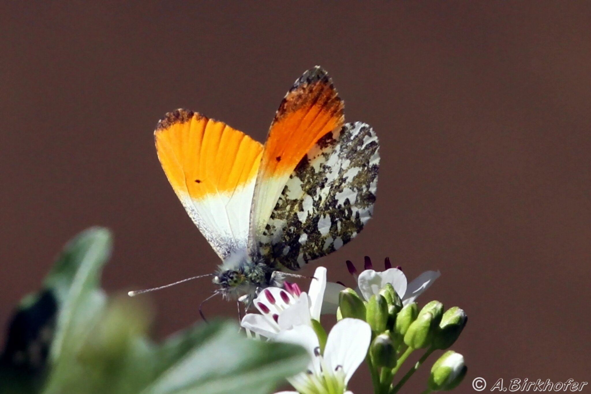 Heimische Schmetterlinge