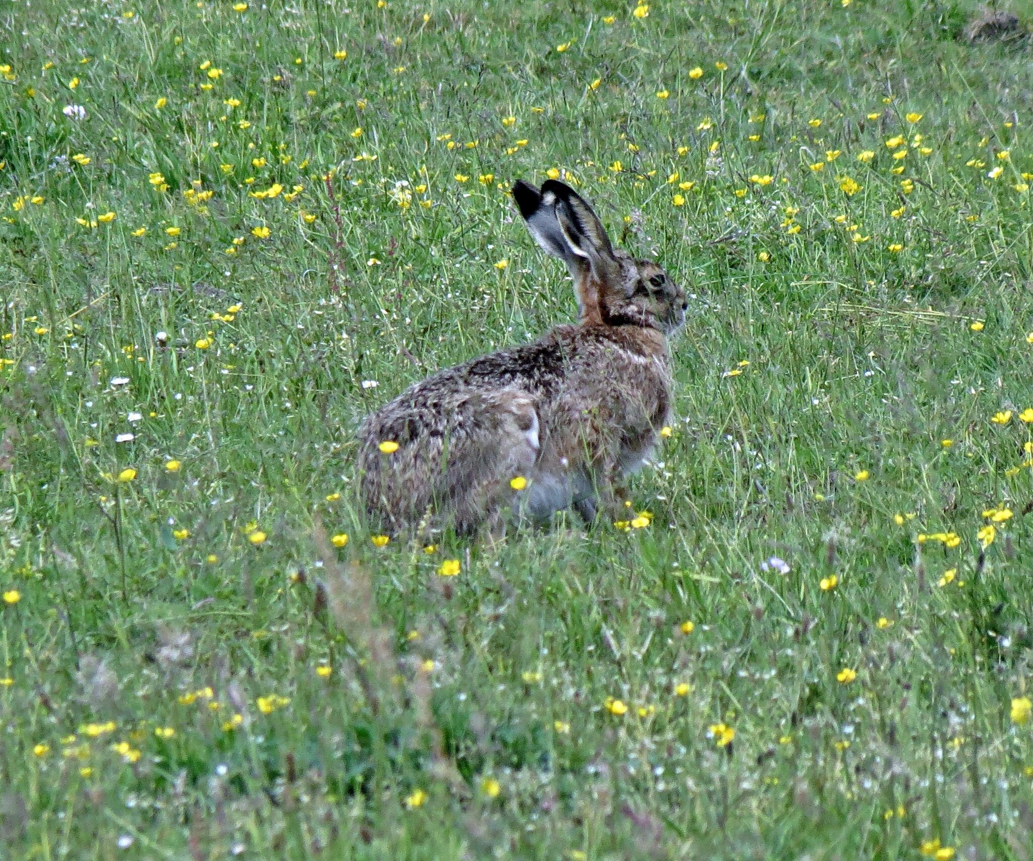 Ein Häschen auf der Wiese..
