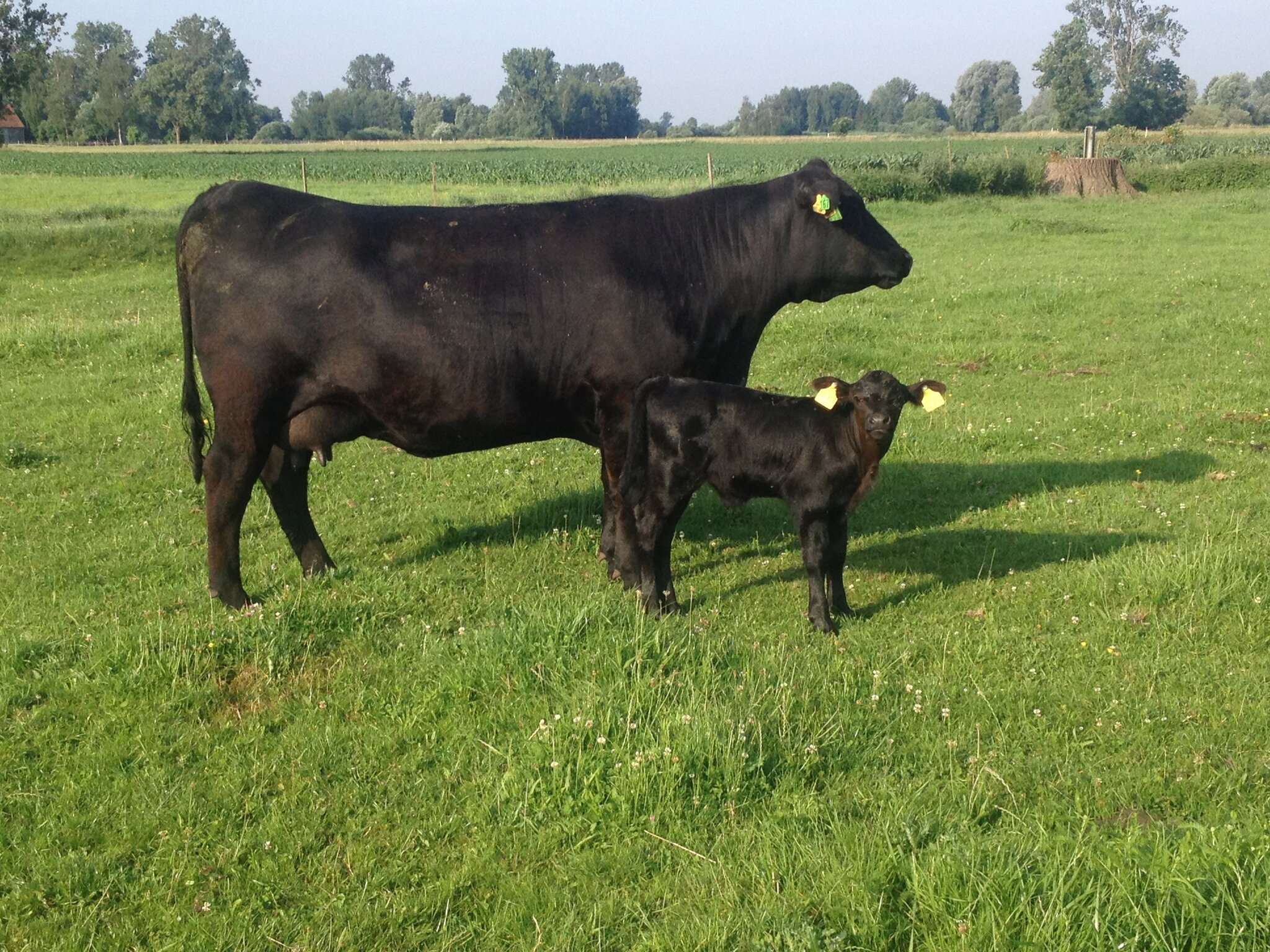 Weidetiere im mooseum