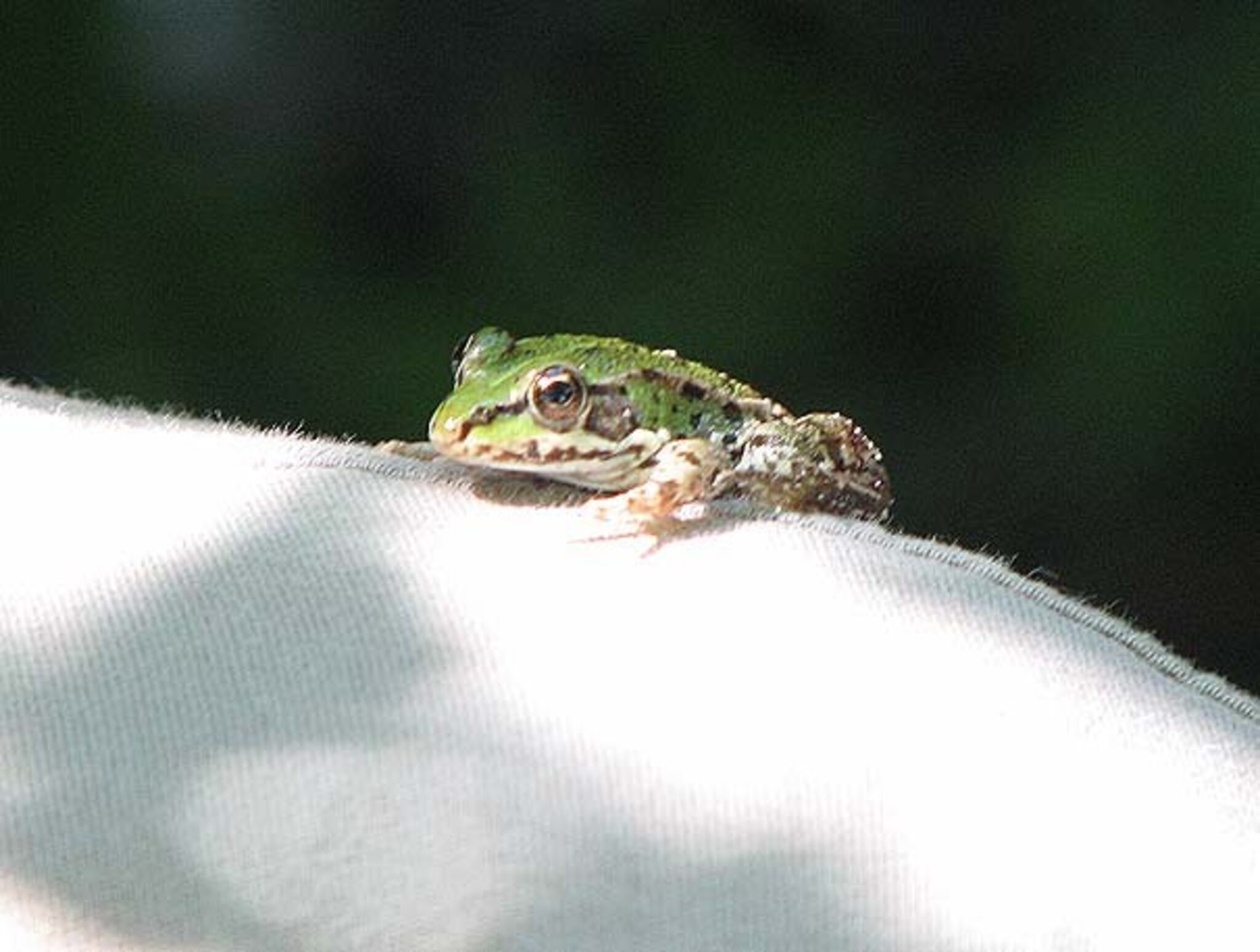 Darf ich vorstellen: Fritz Ferdinand, der tollste Frosch im Fetzersee
