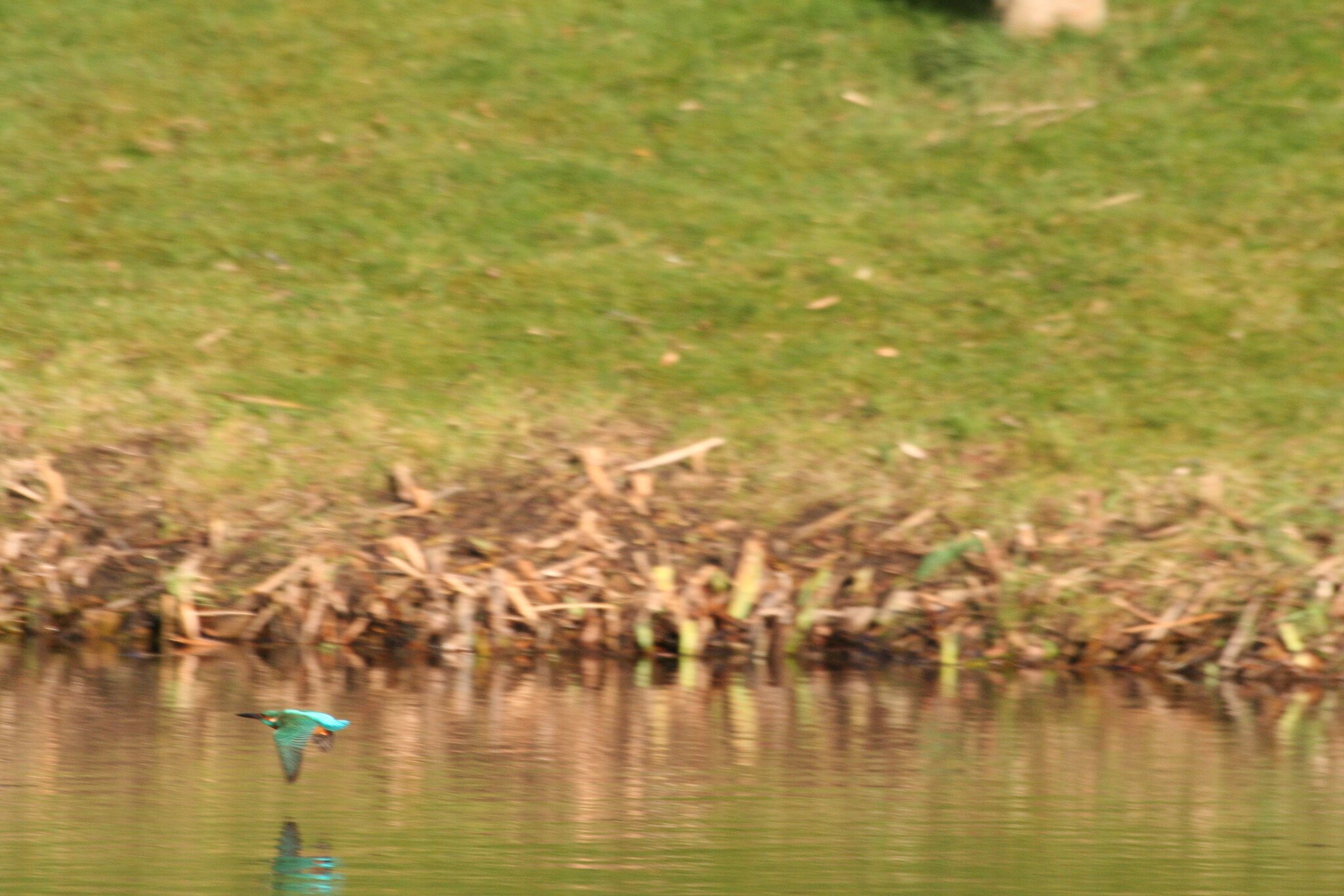Fliegender Eisvogel mit Wasserspiegelung