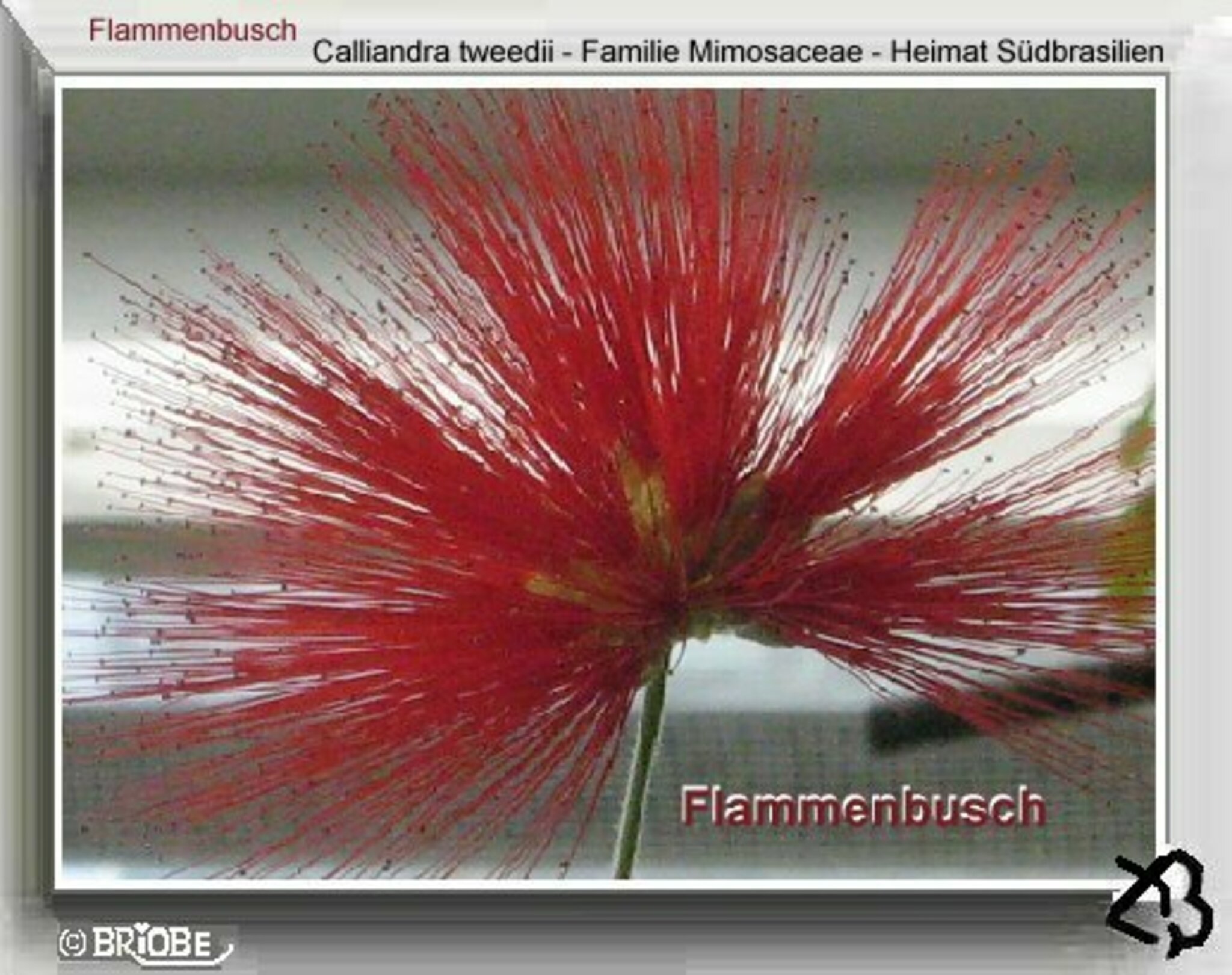 Flammenbusch > Calliandra tweedii – Familie Mimosaceae – Heimat ...