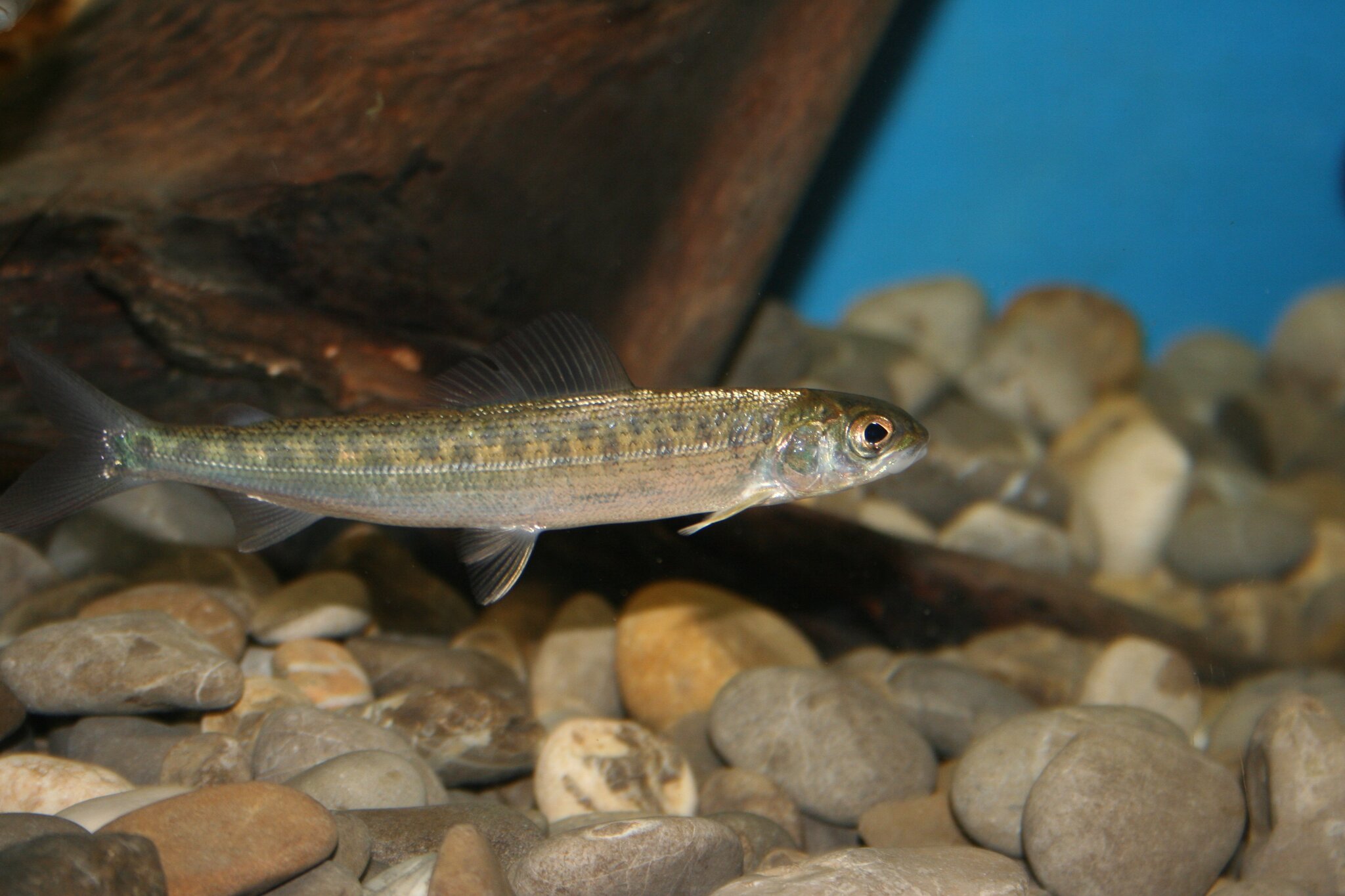 Die Äsche einer unser schönsten und zugleich aber auch bedrohtesten ...