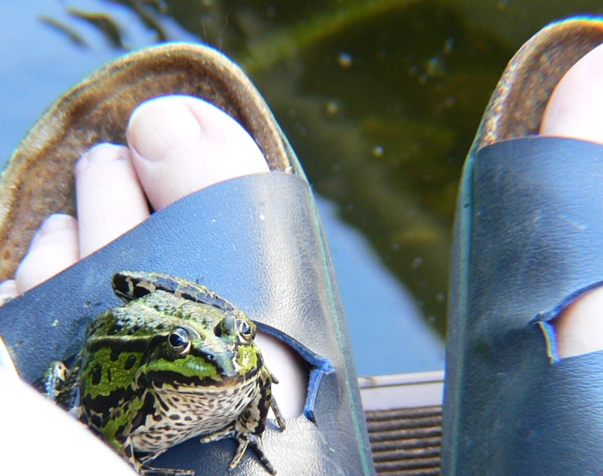 Und plötzlich hüpfte er auf meinen Fuß, der Frosch.
