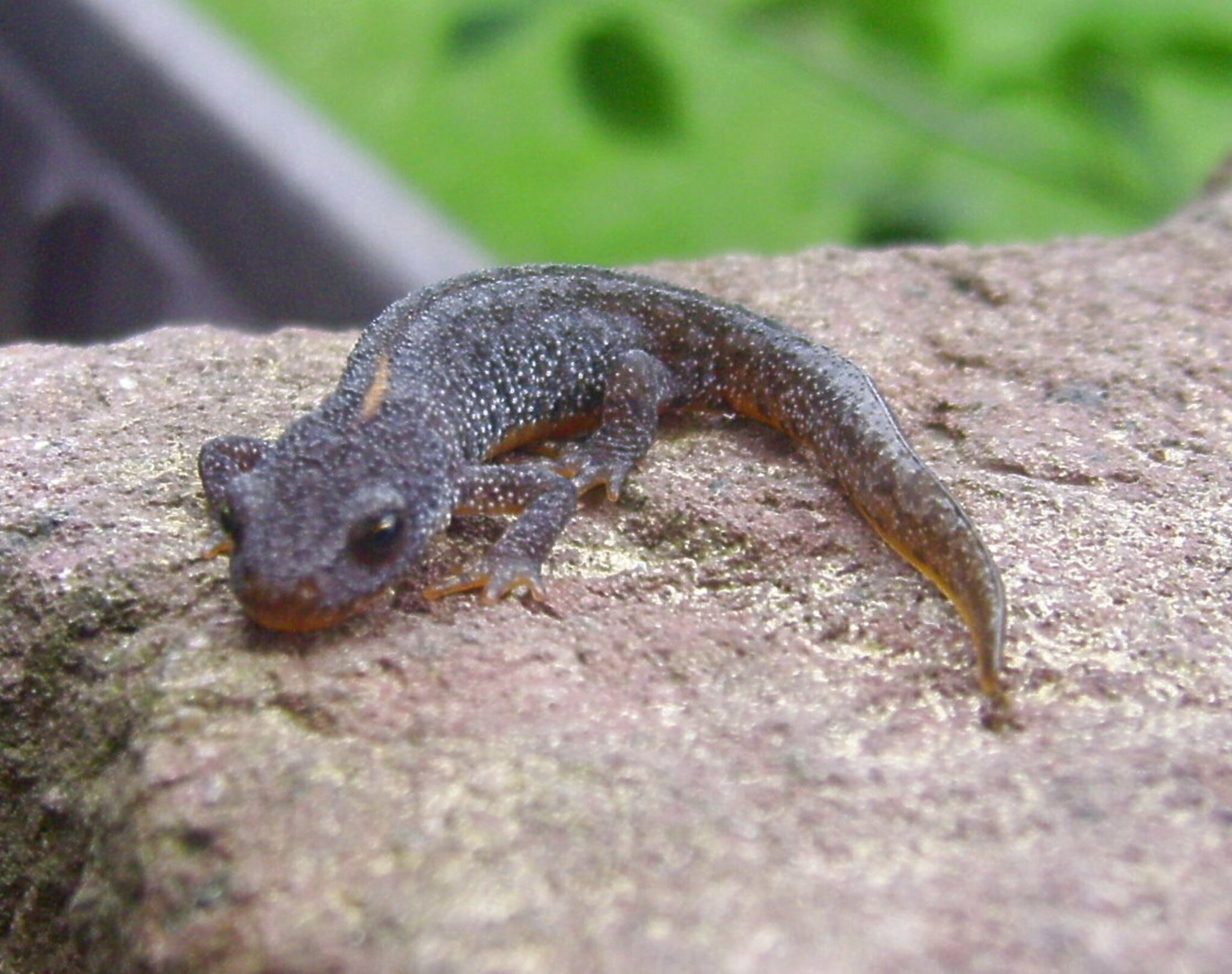 Ein kleiner Molch auf der Durchreise :) schon lange keinen mehr gesehen!