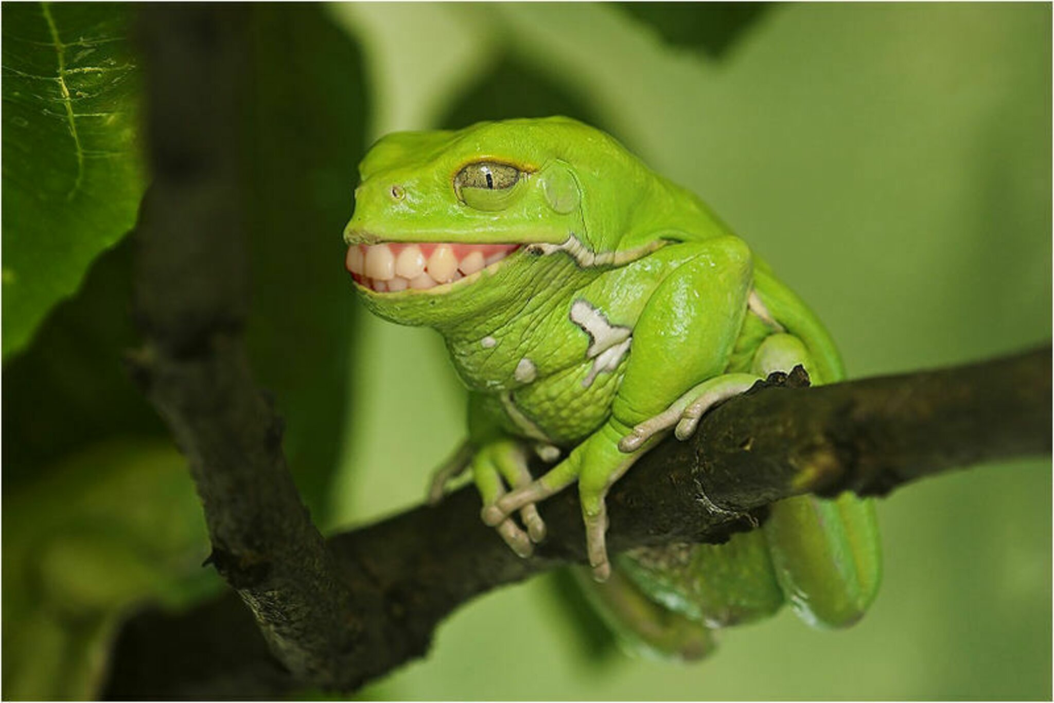 Bilderrätsel - Was ist das??? a) seltener Frosch, gibt es nur in den ...