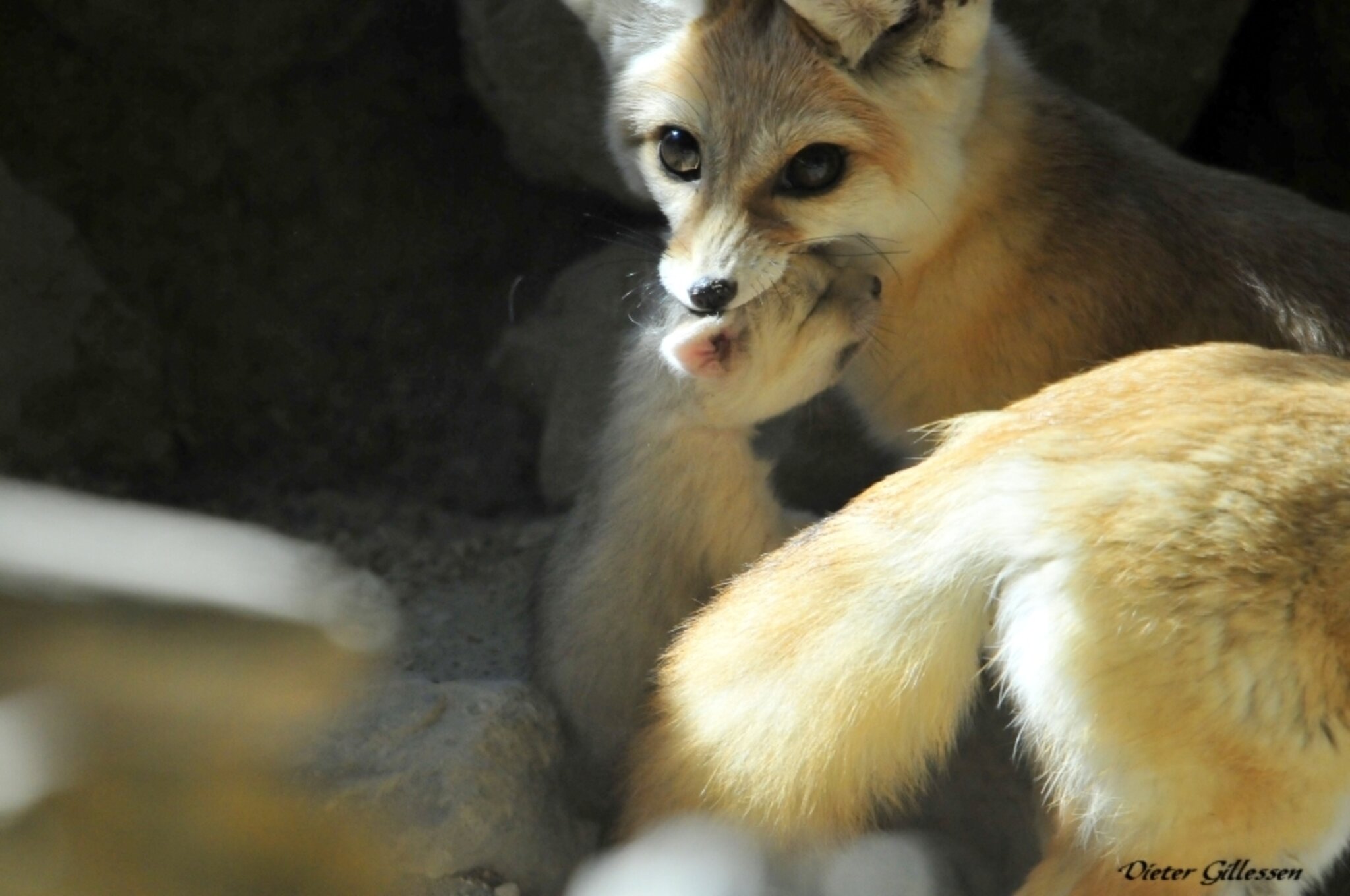 Hurra, die neugeborenen Fenneke sind da, man vermutet 2- 3 Jungtiere im ...