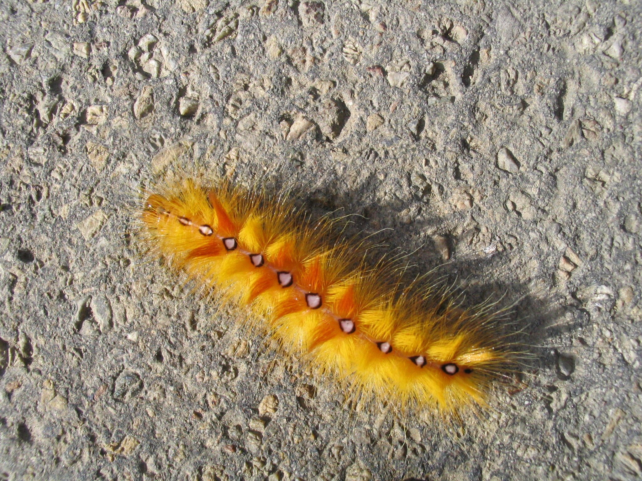 Hübsche gelbe Raupe