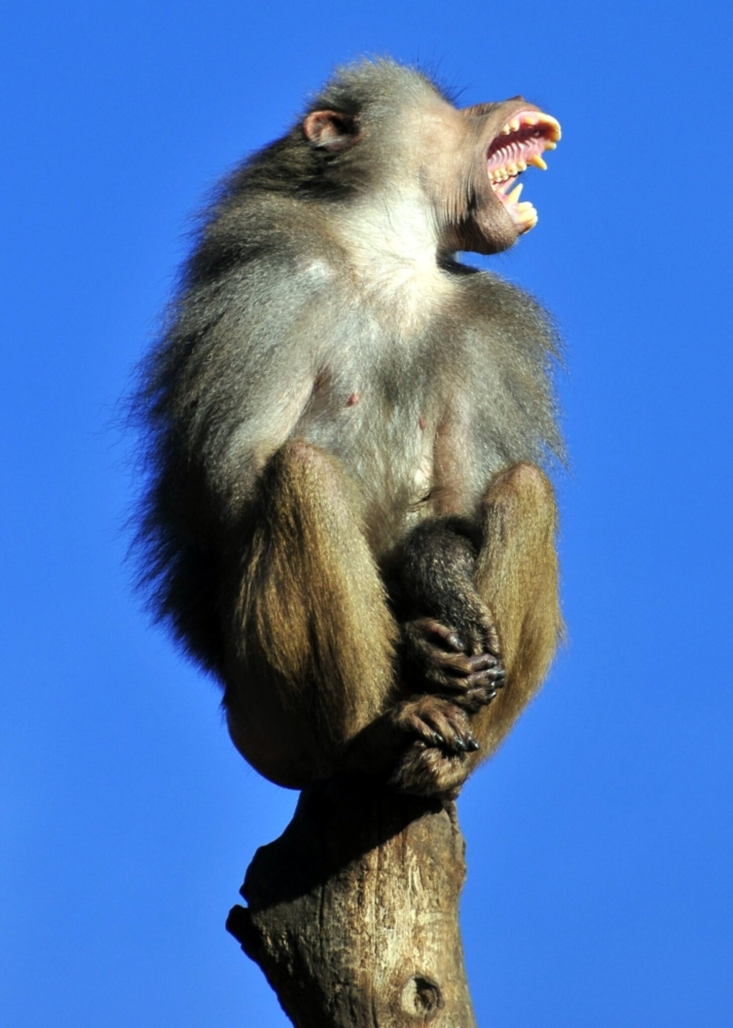 Habt Ihr`s gelesen bei Matthias ???, der "Gilli" kommt am Freitag abend ...