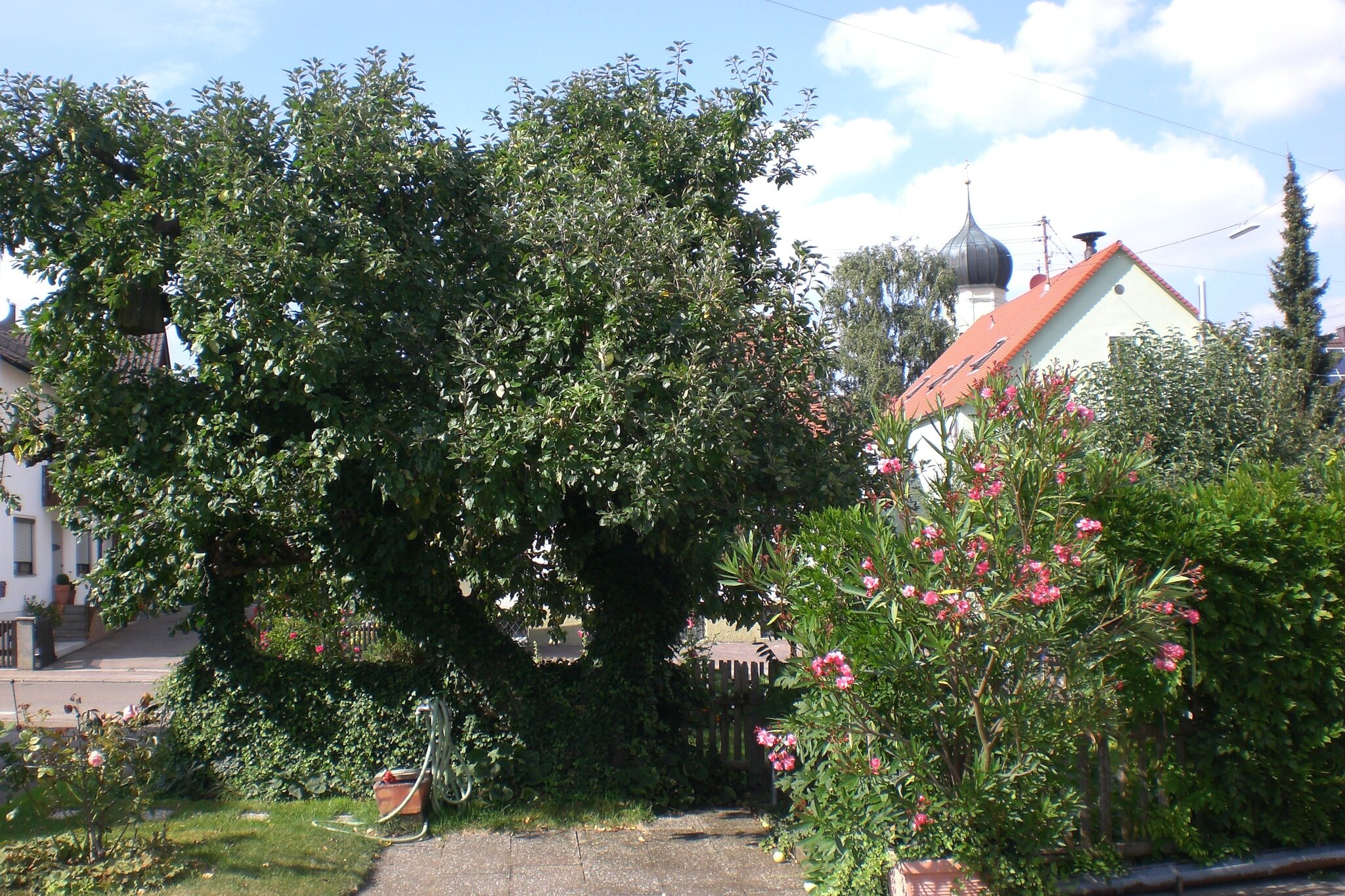 Der alte Apfelbaum ist schon über 100 Jahre alt, er trägt immer noch ...