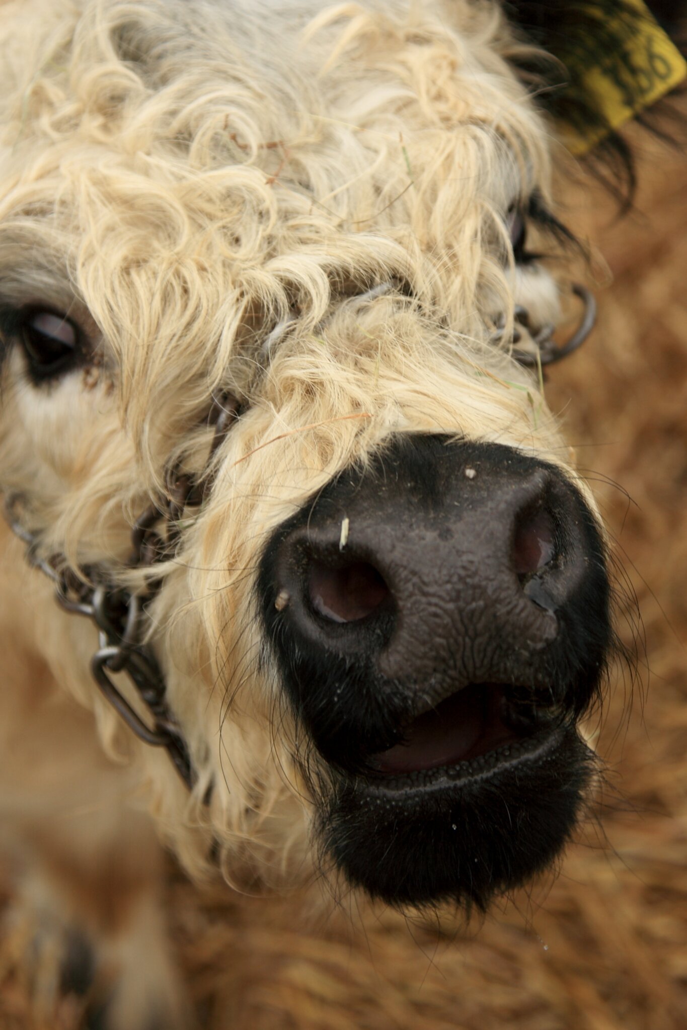 Kram und Viehmarkt Battenfeld Eder