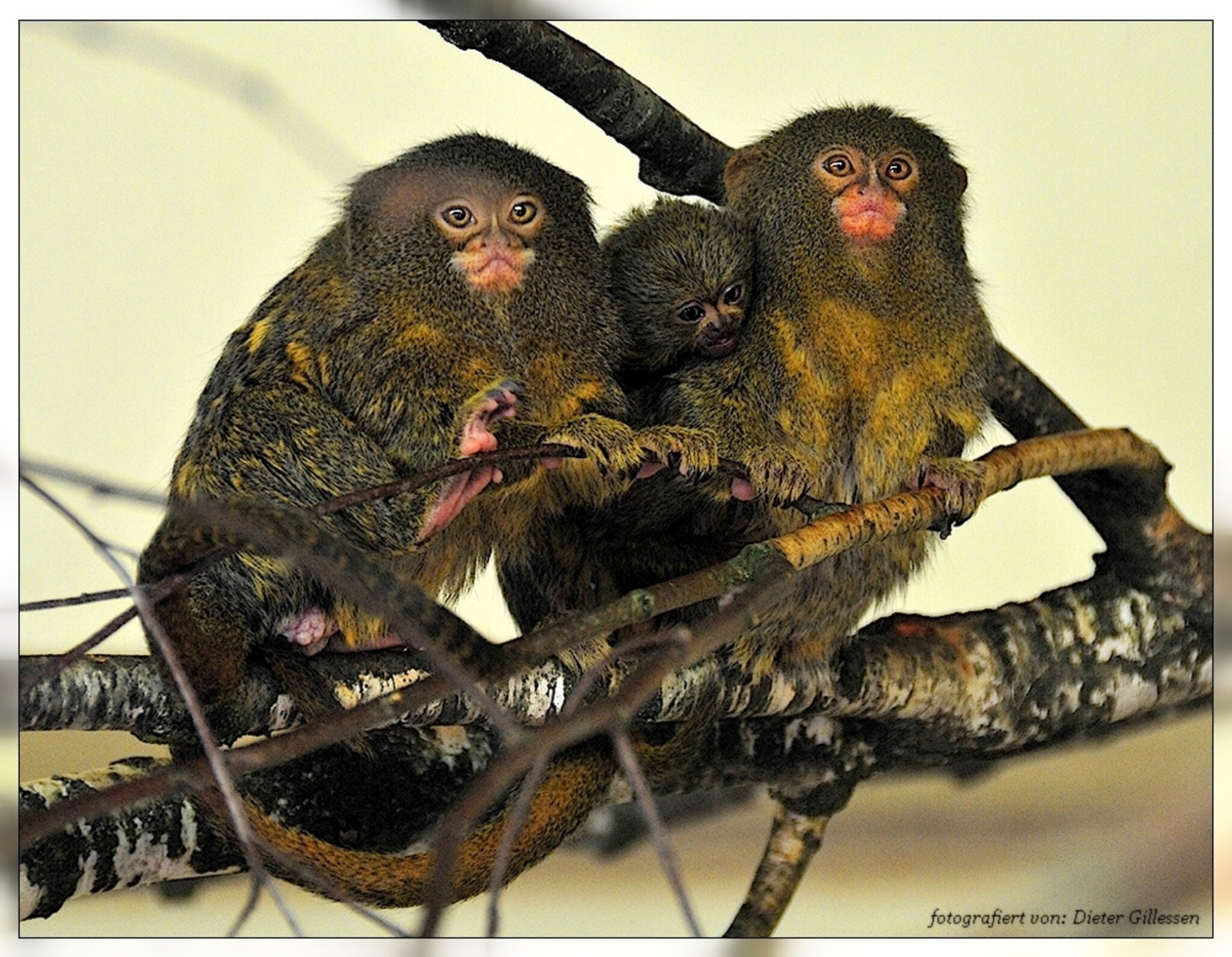 Familienfoto von den Zwergseidenäffchen im Augsburger Zoo