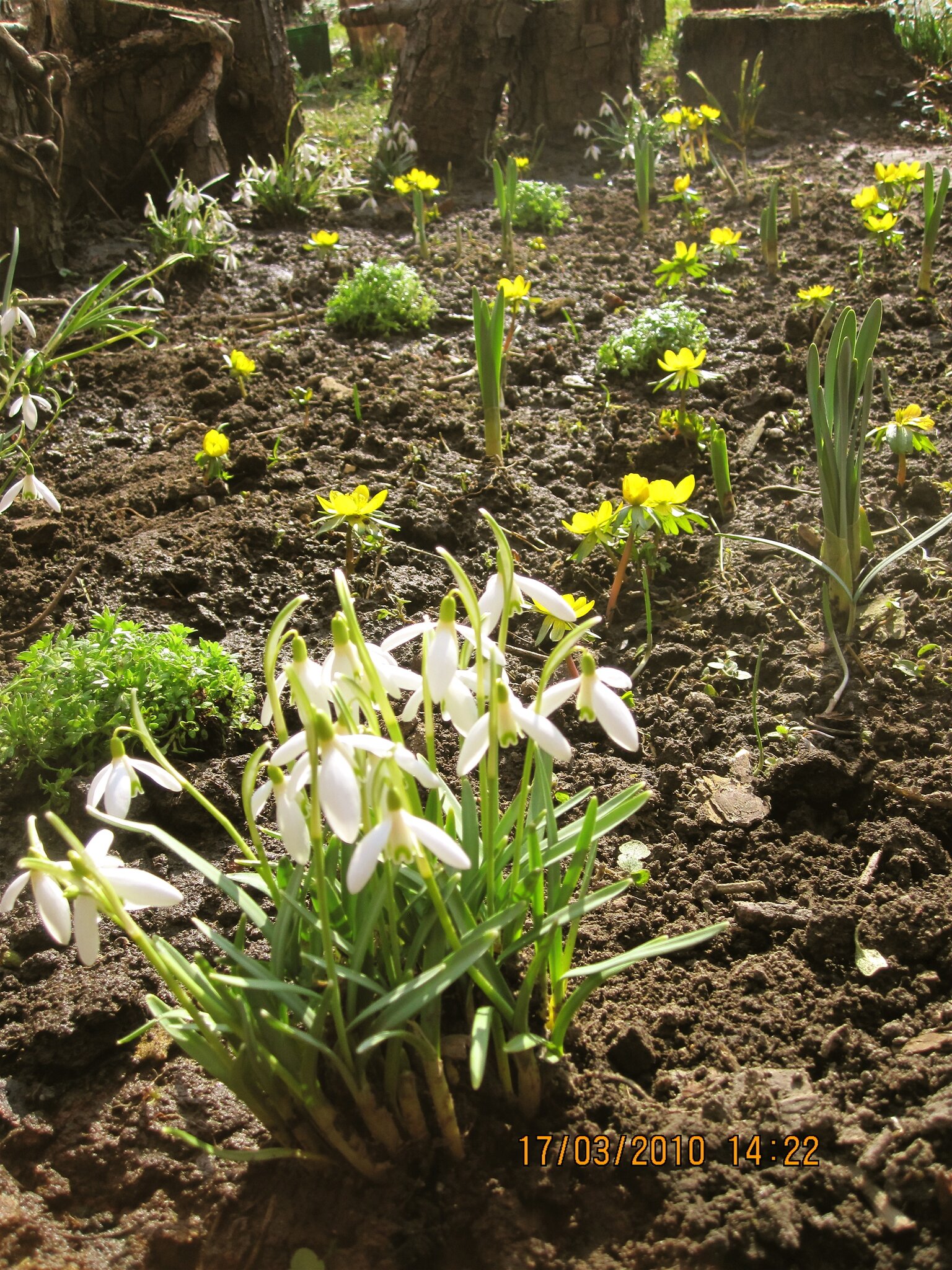 Hoffnung und Trost (Johannes 11, 25-26)