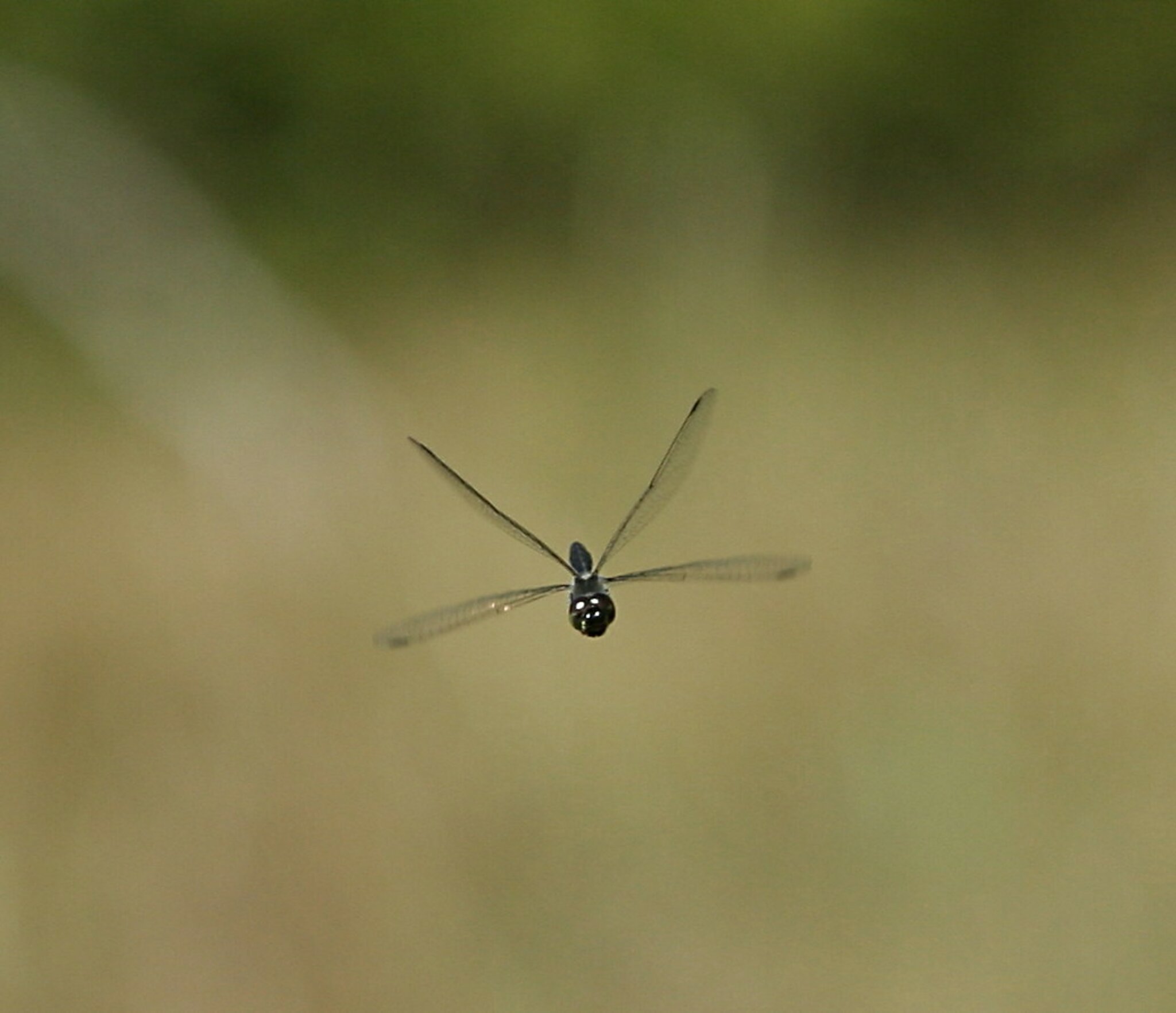 Im Anflug: Eine Highspeedaufnahme einer Schwarzen Heidelibelle auf ...