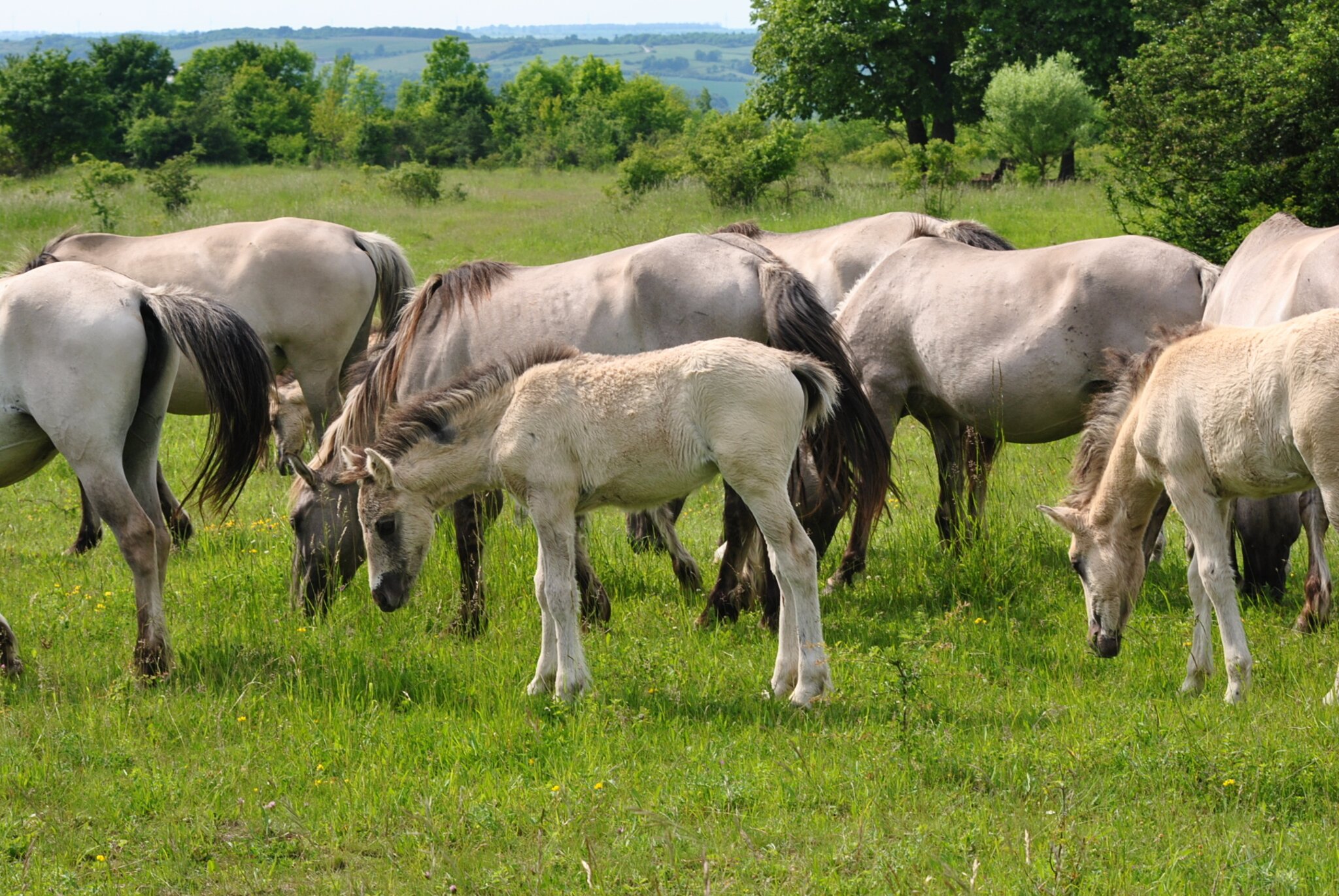 Wildpferde auf dem Rödel bei Freyburg